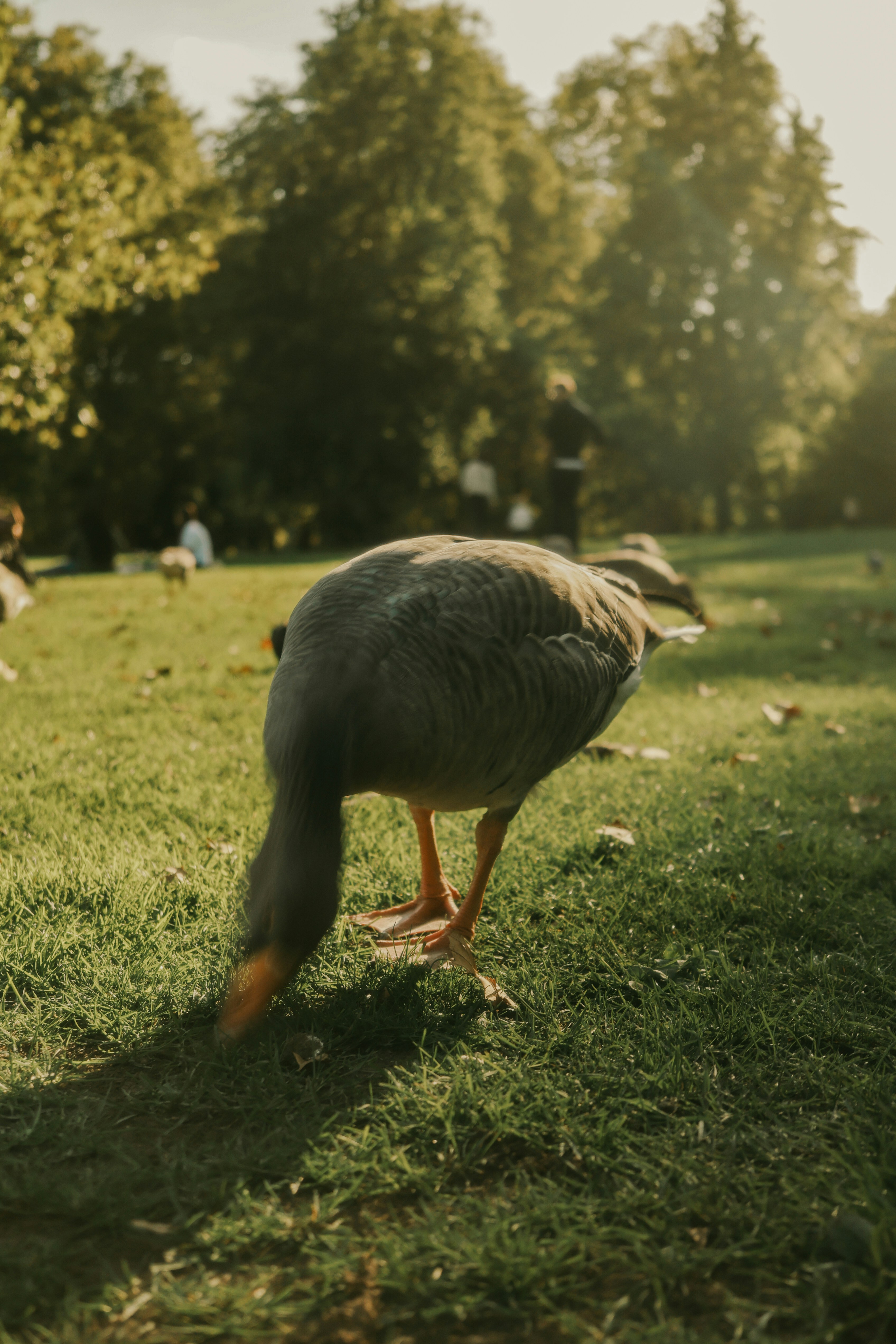 Grounded Gazer: A Park Goose Among Quiet Sunlit Grass