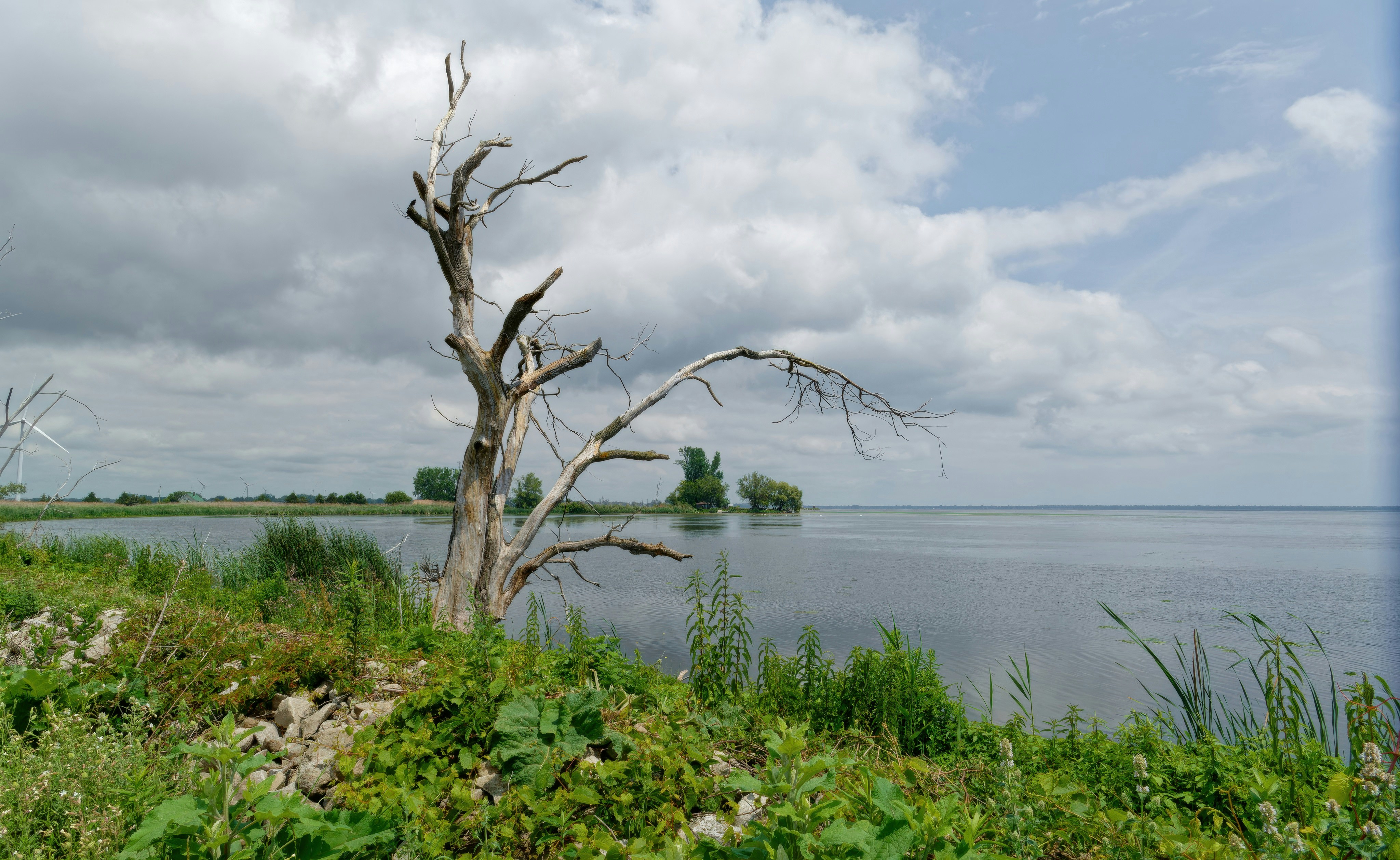 A weathered sentinel by the lake’s edge