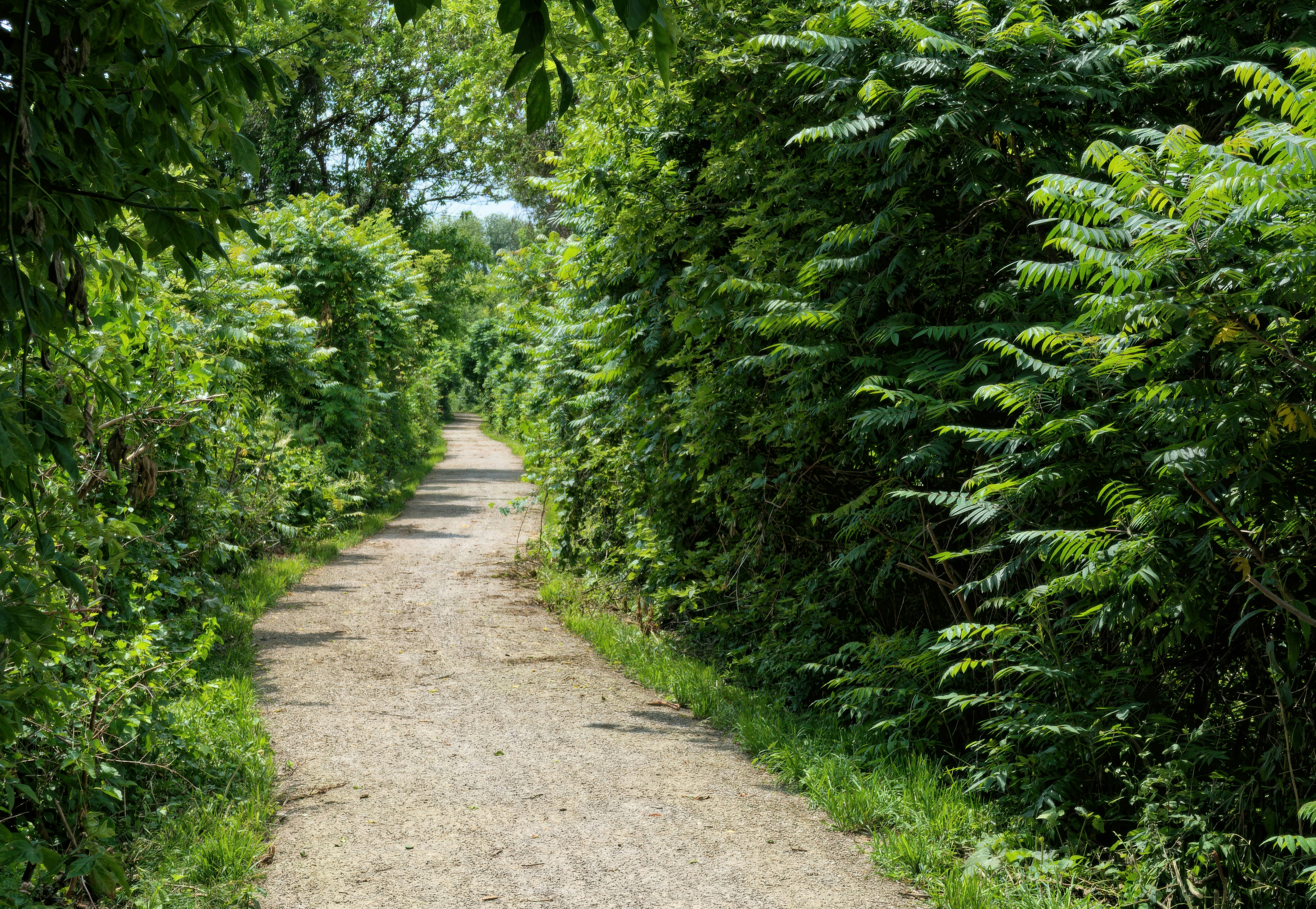 Sunlit Canopy Path: A Quiet Gravel Walk Through Emerald Walls