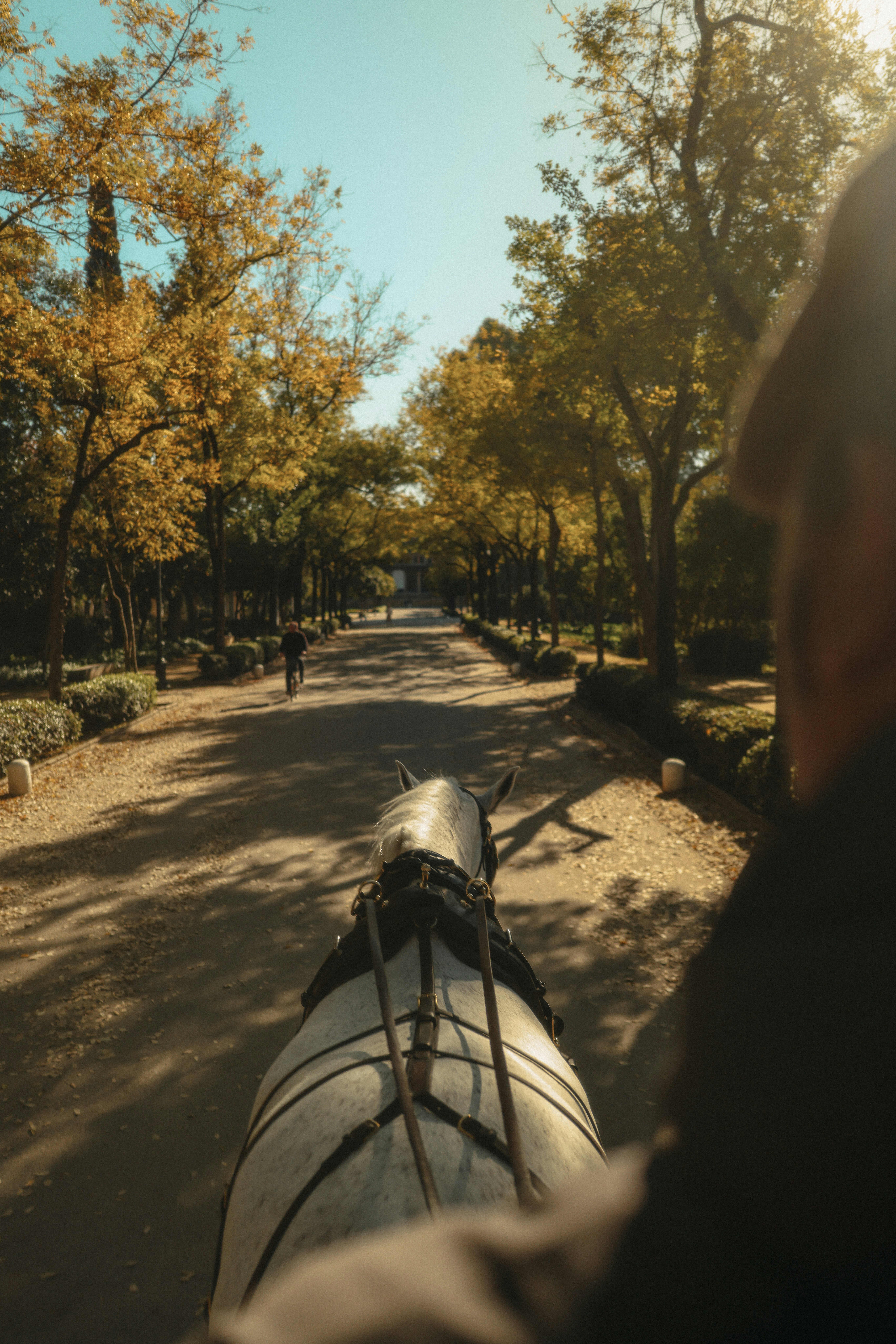 Rider’s View: A Horse-Drawn Path Through Autumn Light