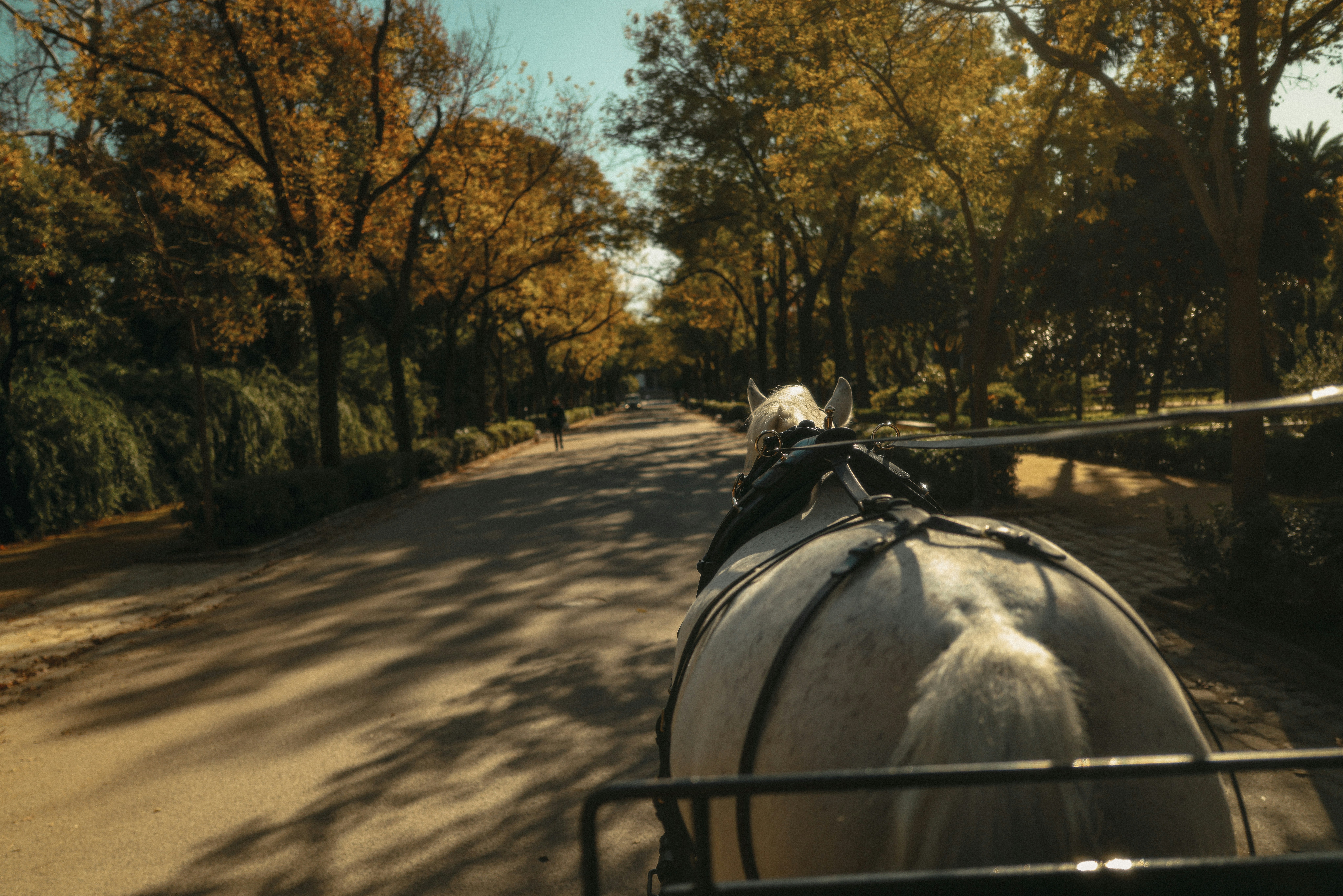First-Priend in the Carriage: A Sunlit Avenue from Horseback