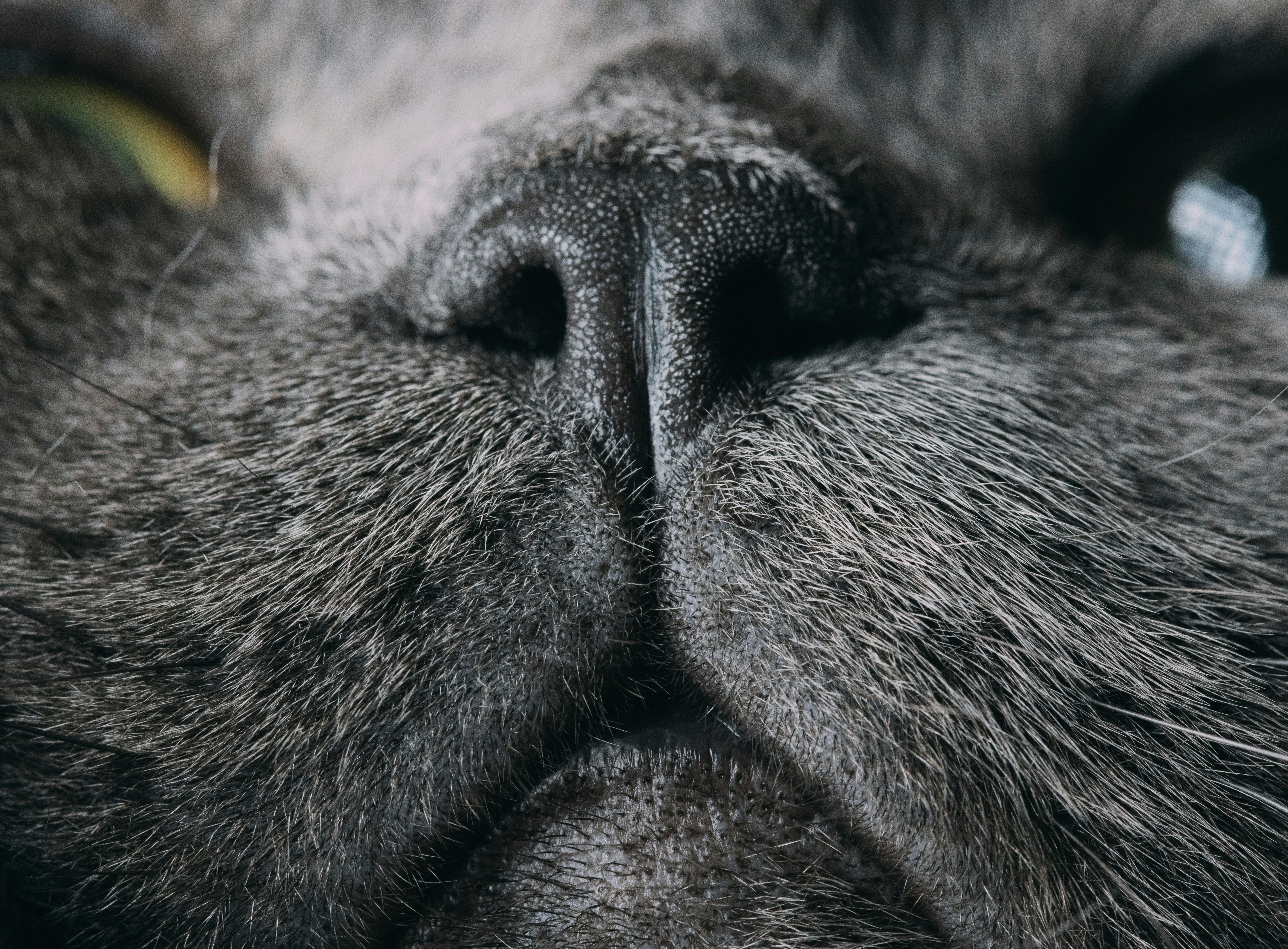 Nose-First Curious Cat Portrait