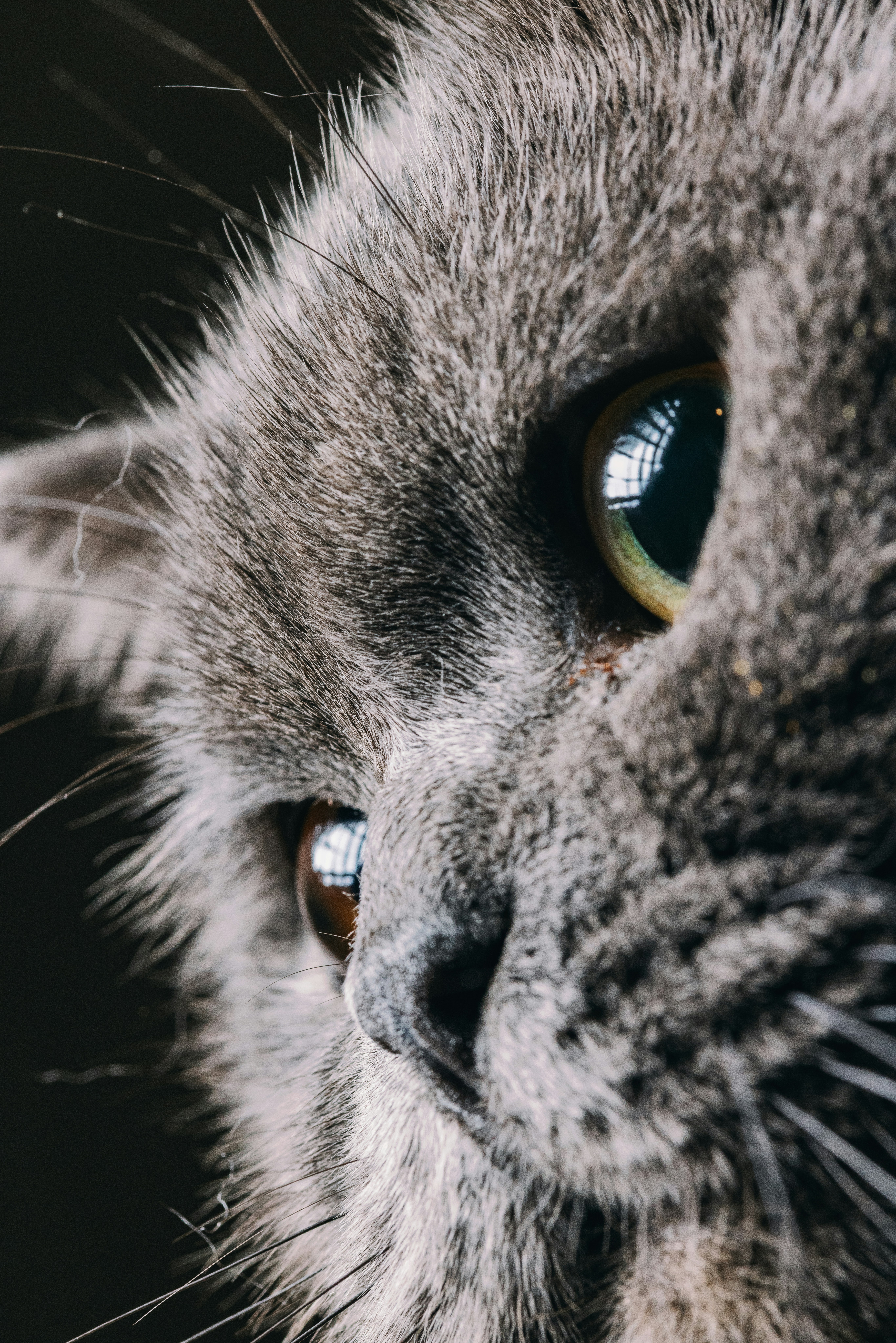 Close-Up of a Curious Cat: A Glimpse into A Silky Gray Face