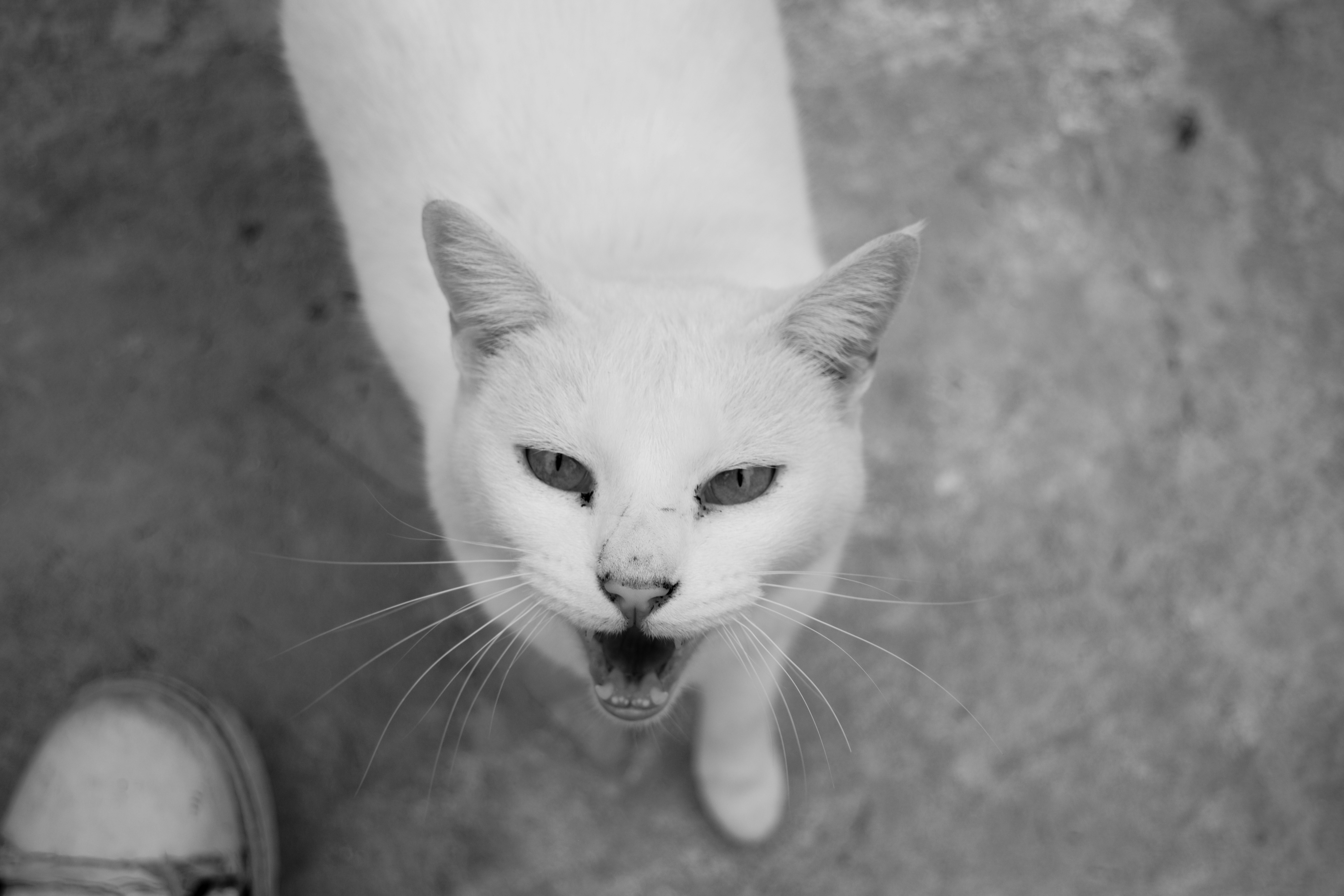 Whiskered Challenge: A Cat Commands the Moment