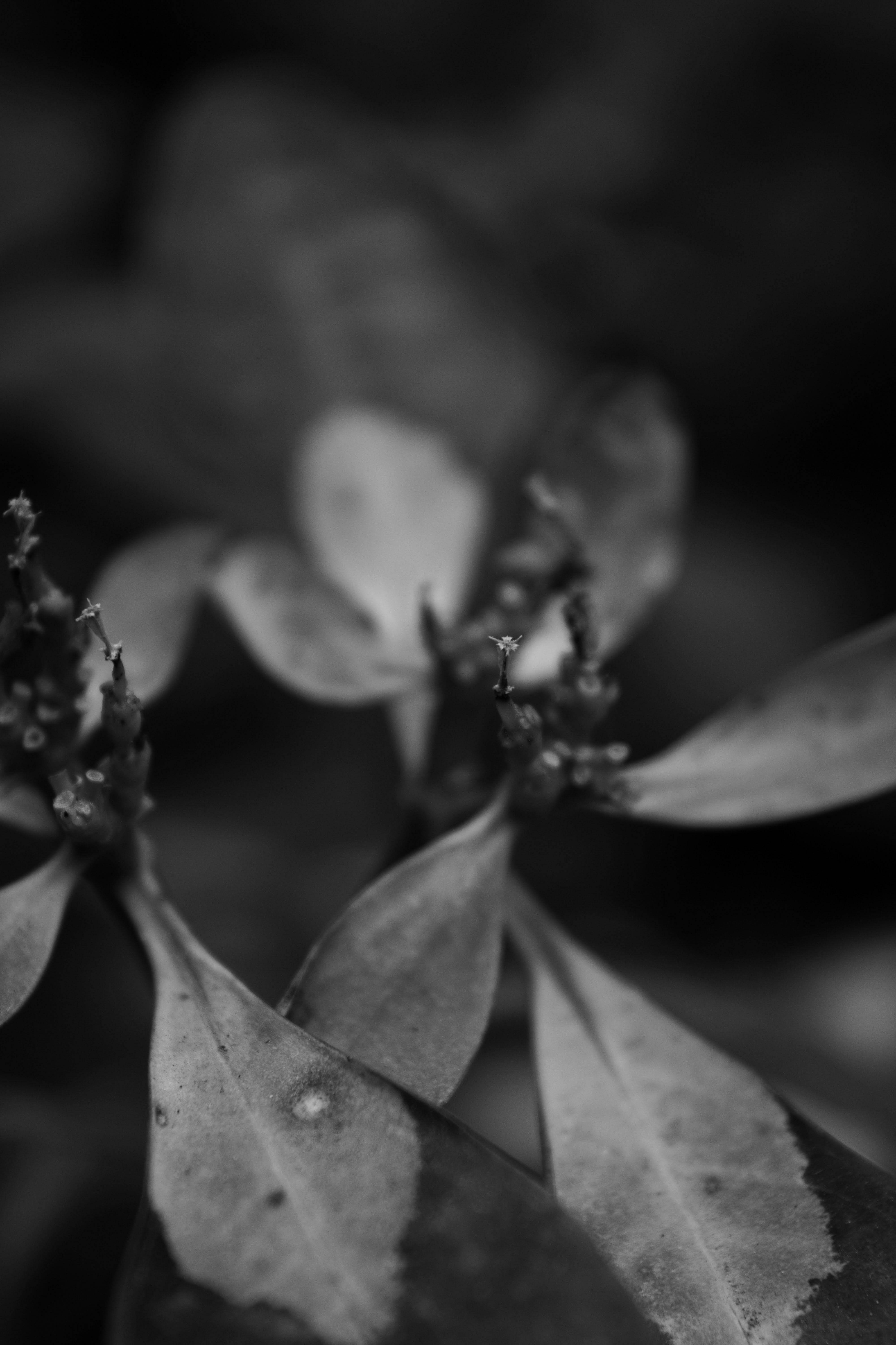 Monochrome Macro: Quiet Botanicals in Focus
