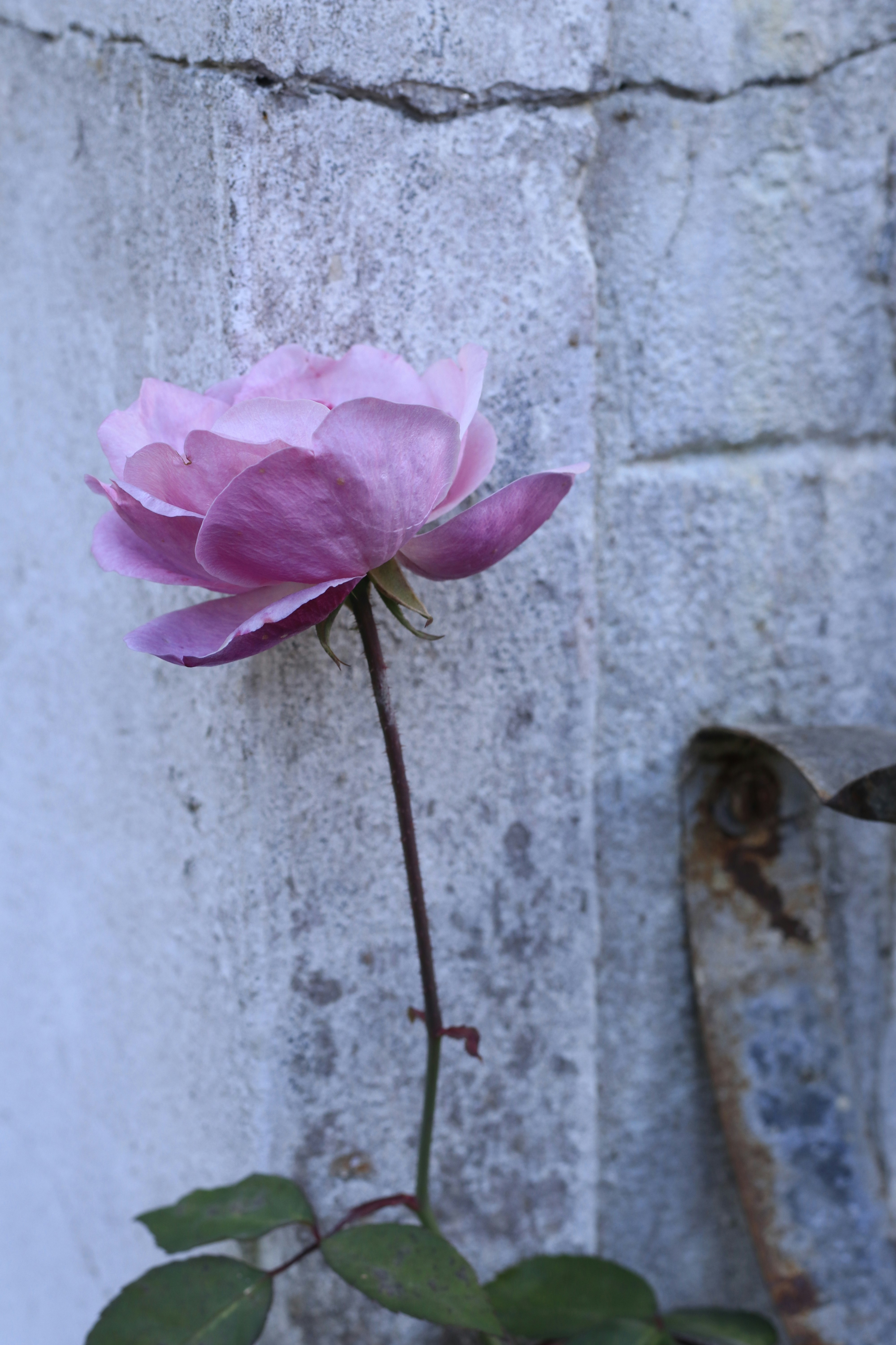 Pink rose on a slender stem rises beside a rough stone wall, with soft natural light and a hint of rusted metal nearby. This is a close-up focusing on the bloom's delicate petals.