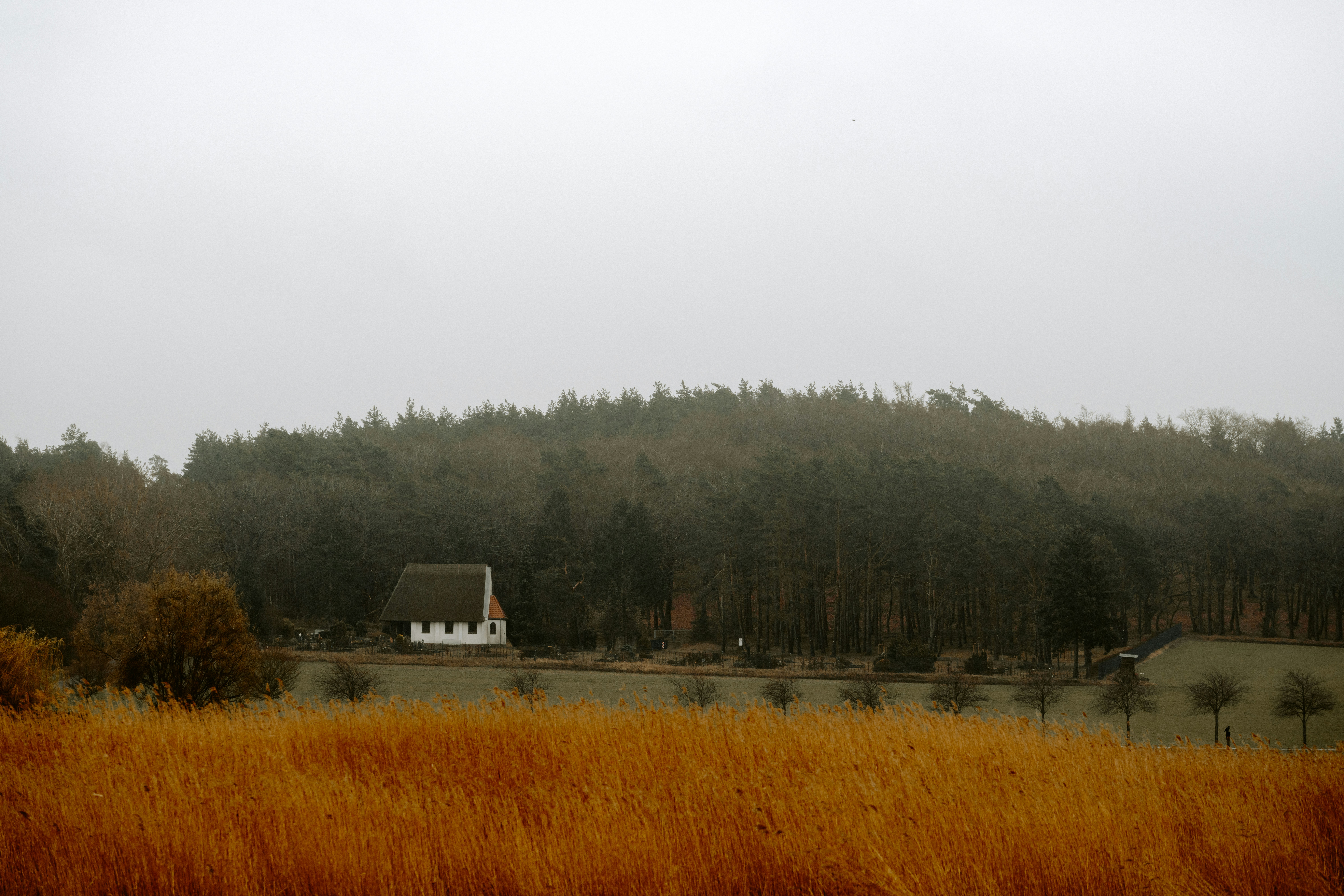 Autumn Reed Field by a Quiet Farm
