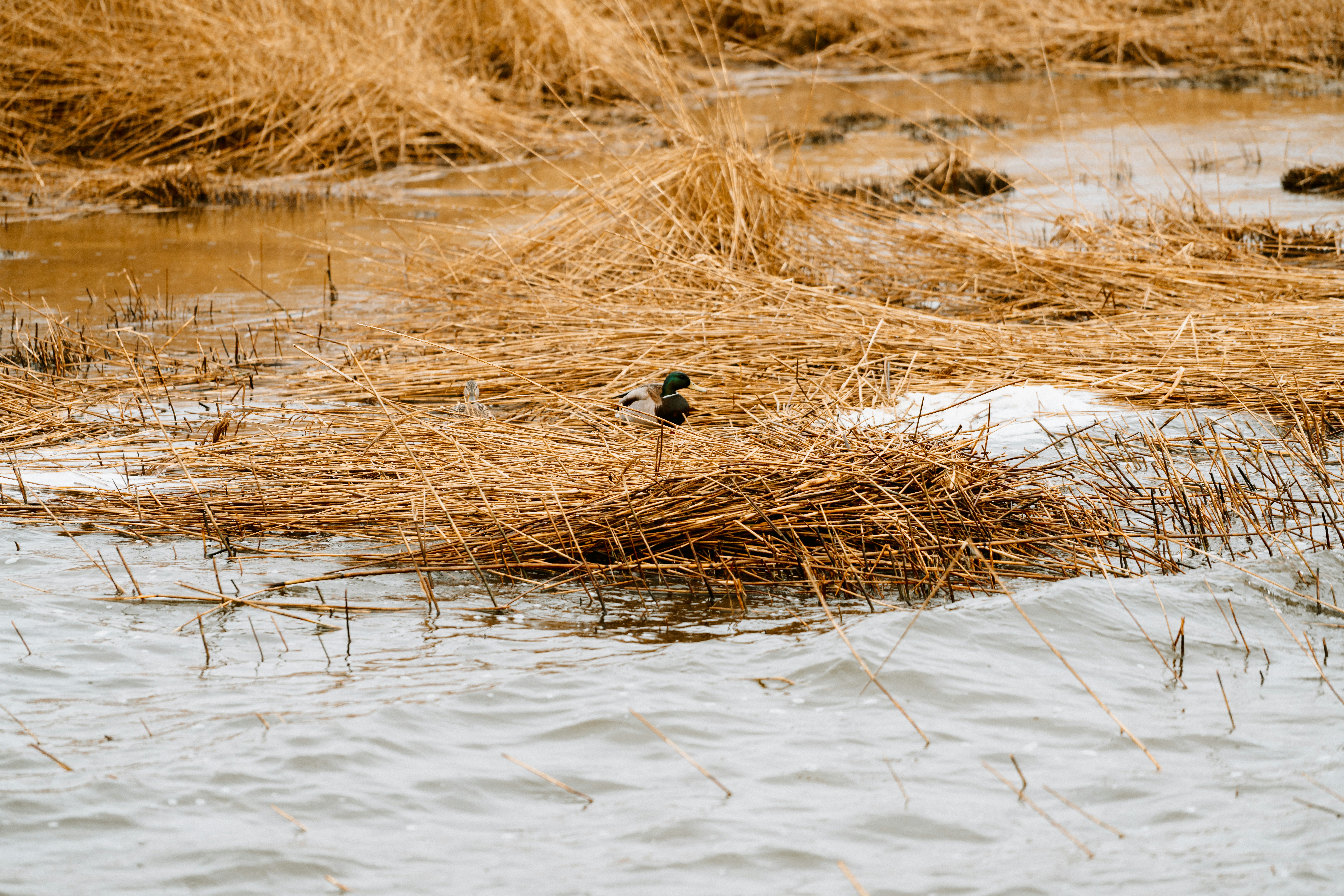 Mute Bird on Winter Tides