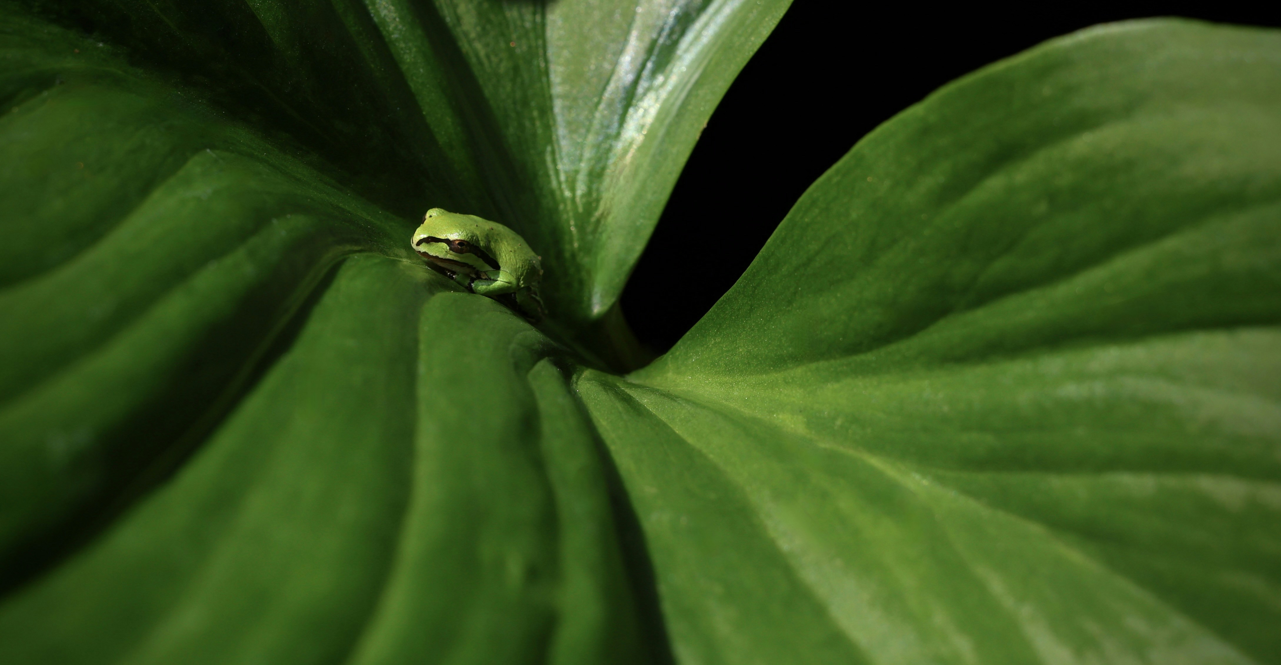 Close-up of vibrant green leaves with a tiny frog perched at a leaf junction, highlighting texture and natural contrast.
