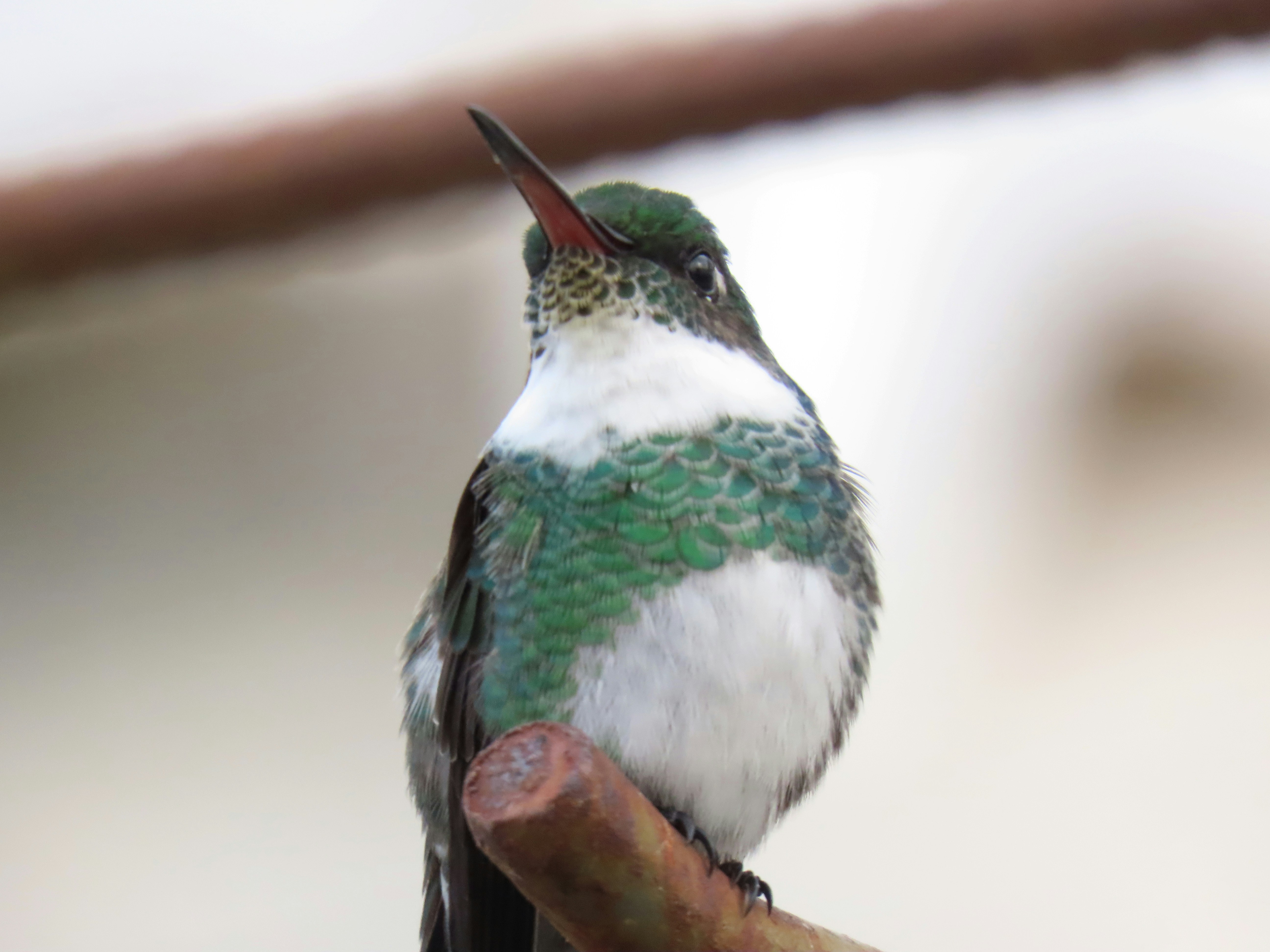Hummingbird Portrait: Upward Gaze from a Perched Canon