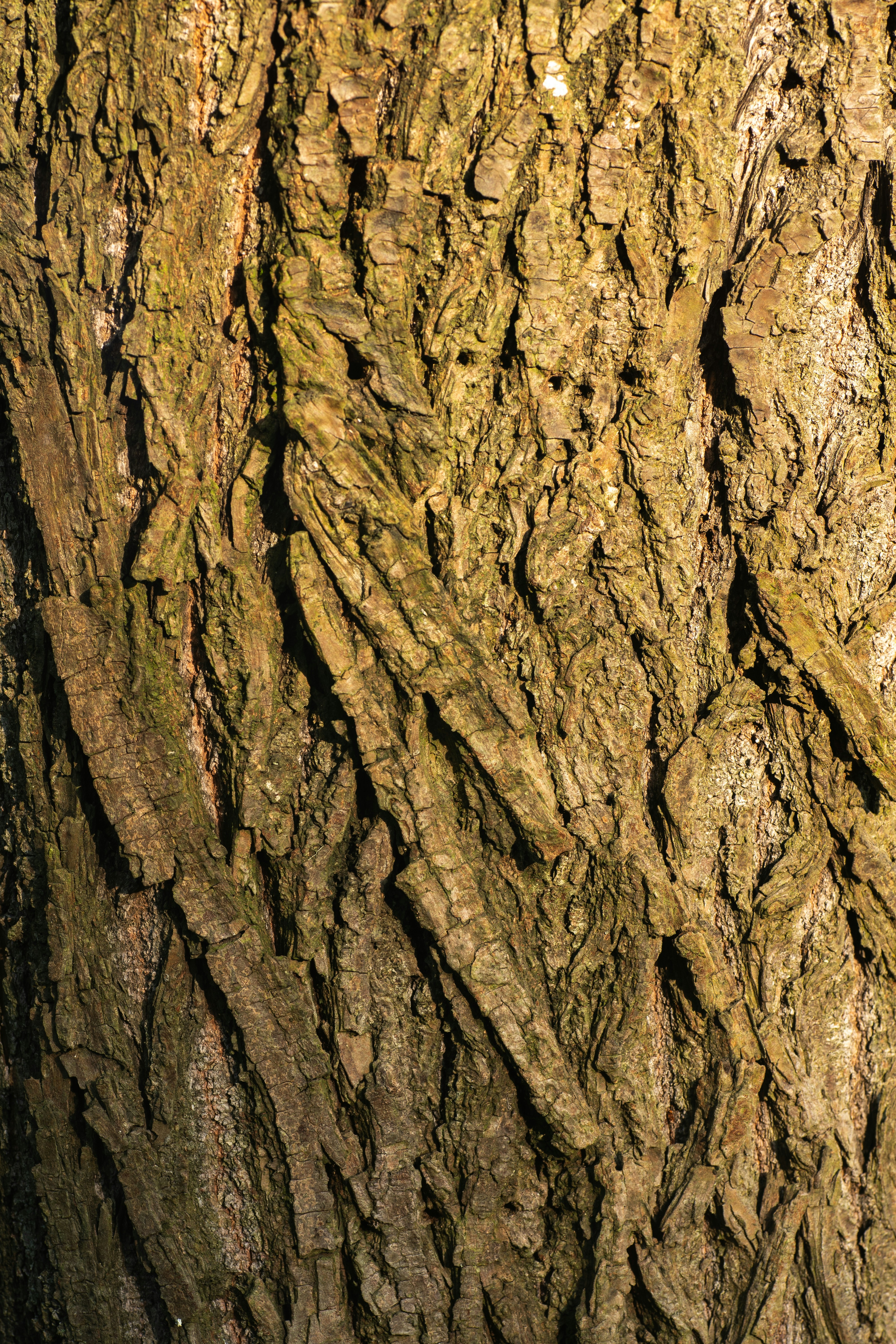 Rugged Bark: Sunlit Texture Revealed in Evening Light