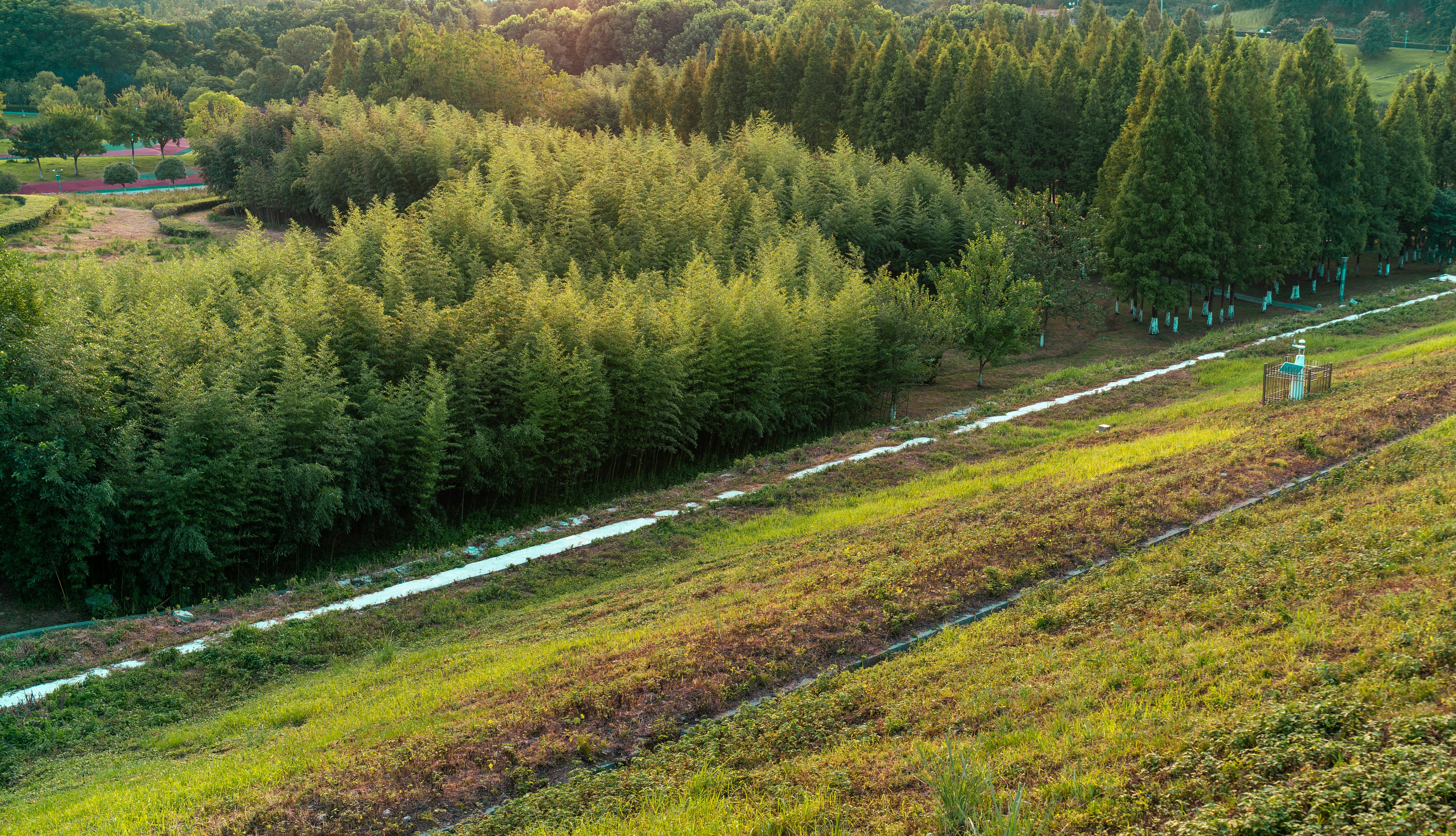 Ridge of Green and Gold: A hillside mosaic