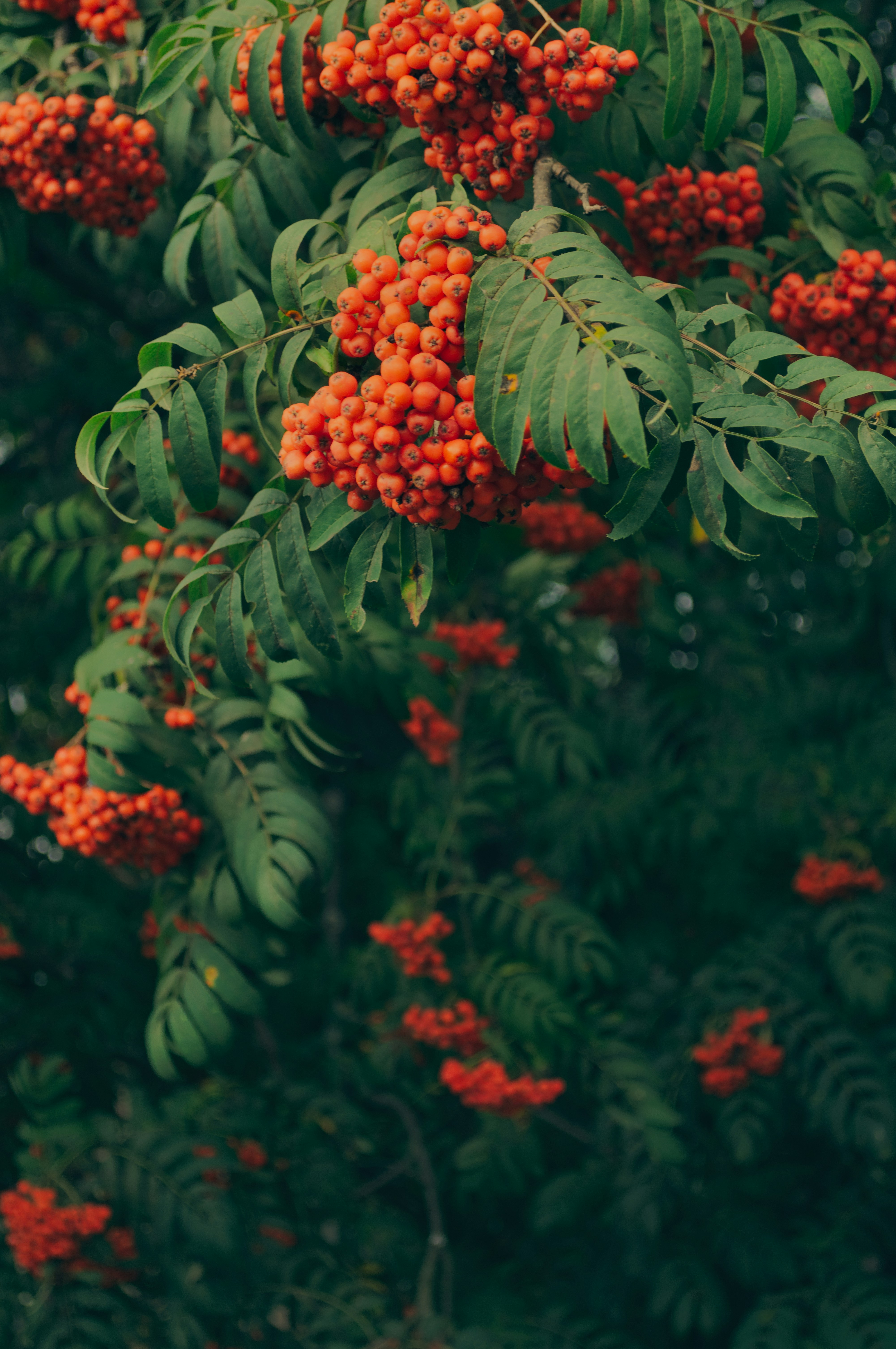 Vibrant Cluster: Orange Berries Nestled in Lush Greenery