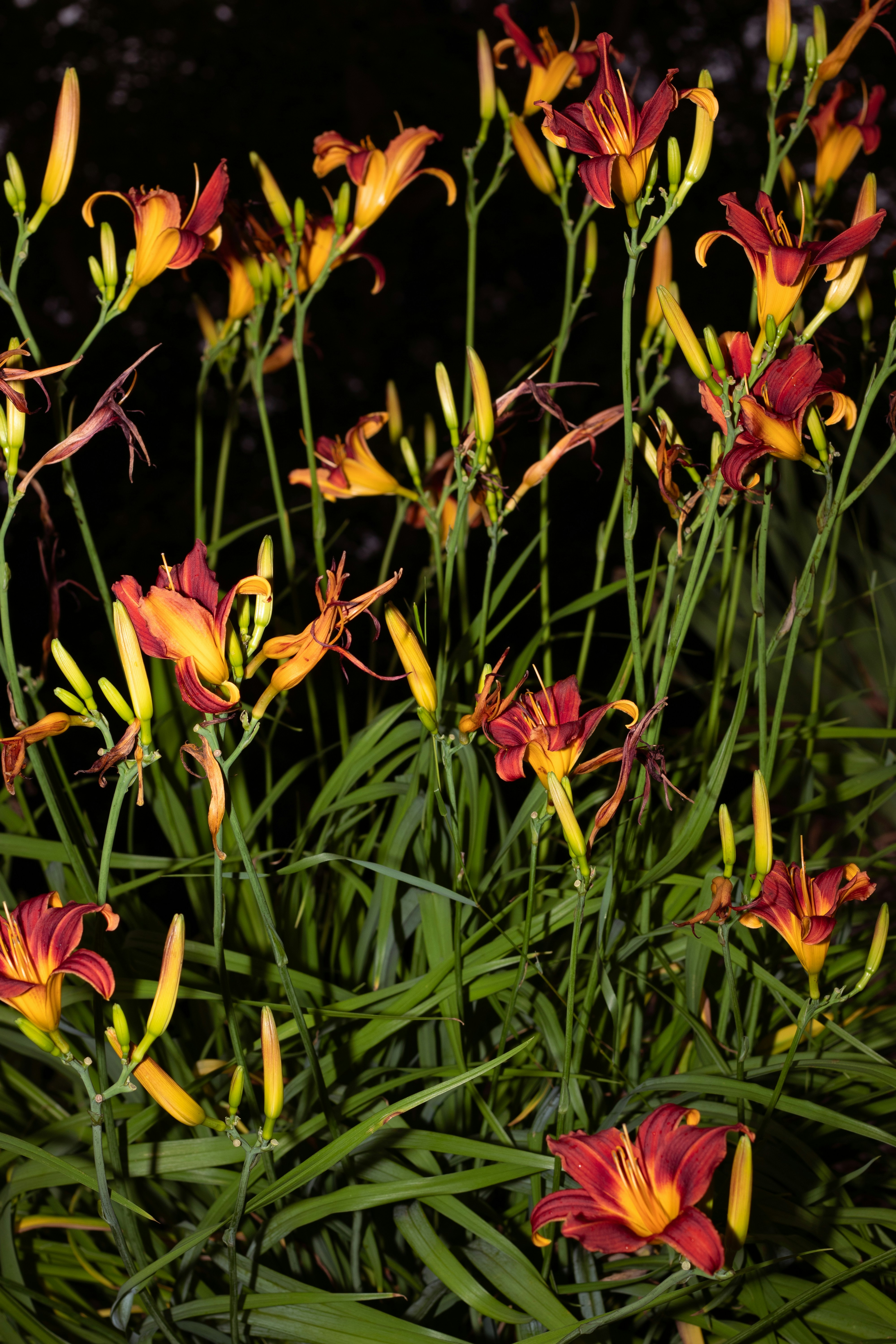 Flame-orange Daylilies Surging Through Velvet-green Leaves