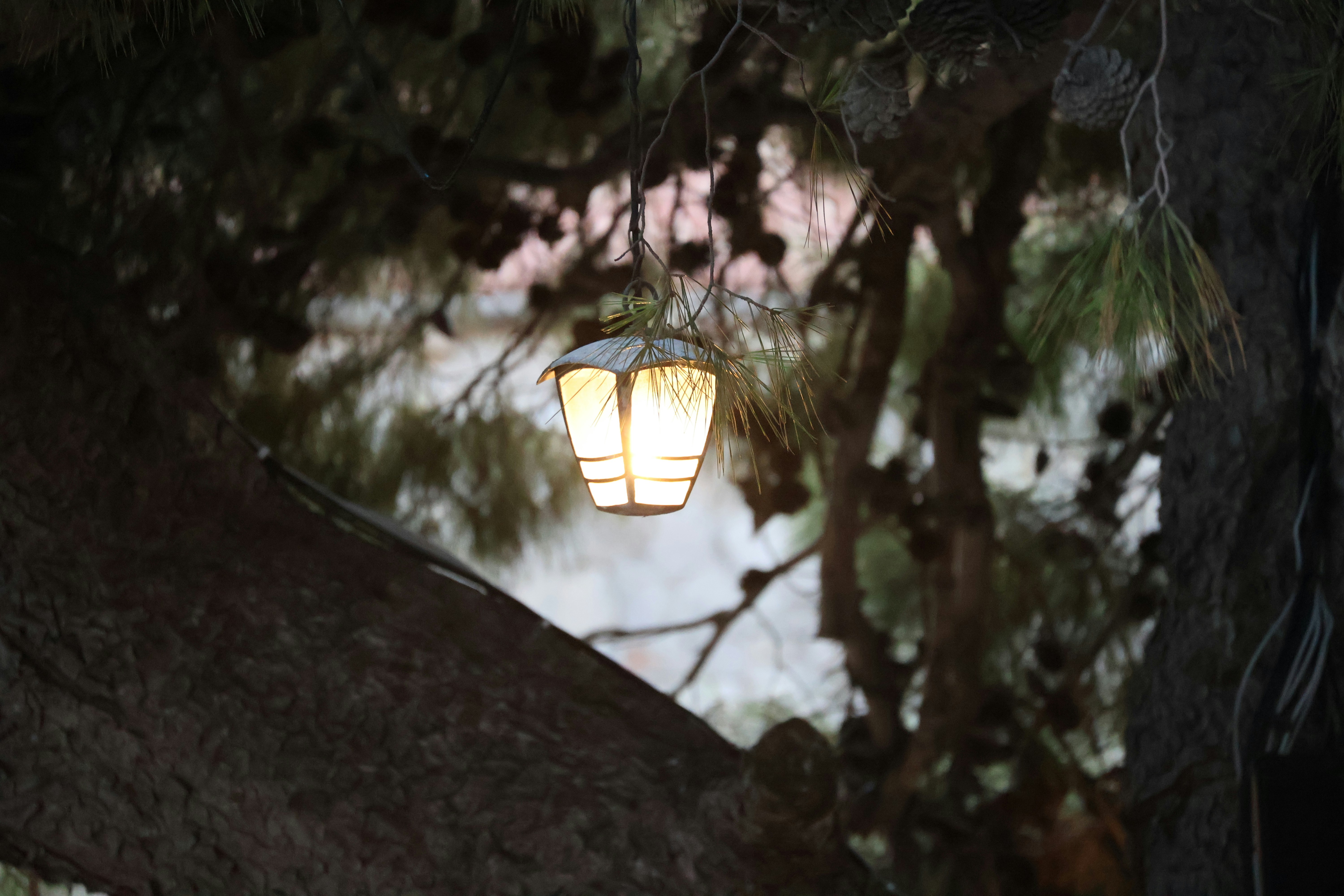 Lantern Silhouette Beneath Pine Canopy
