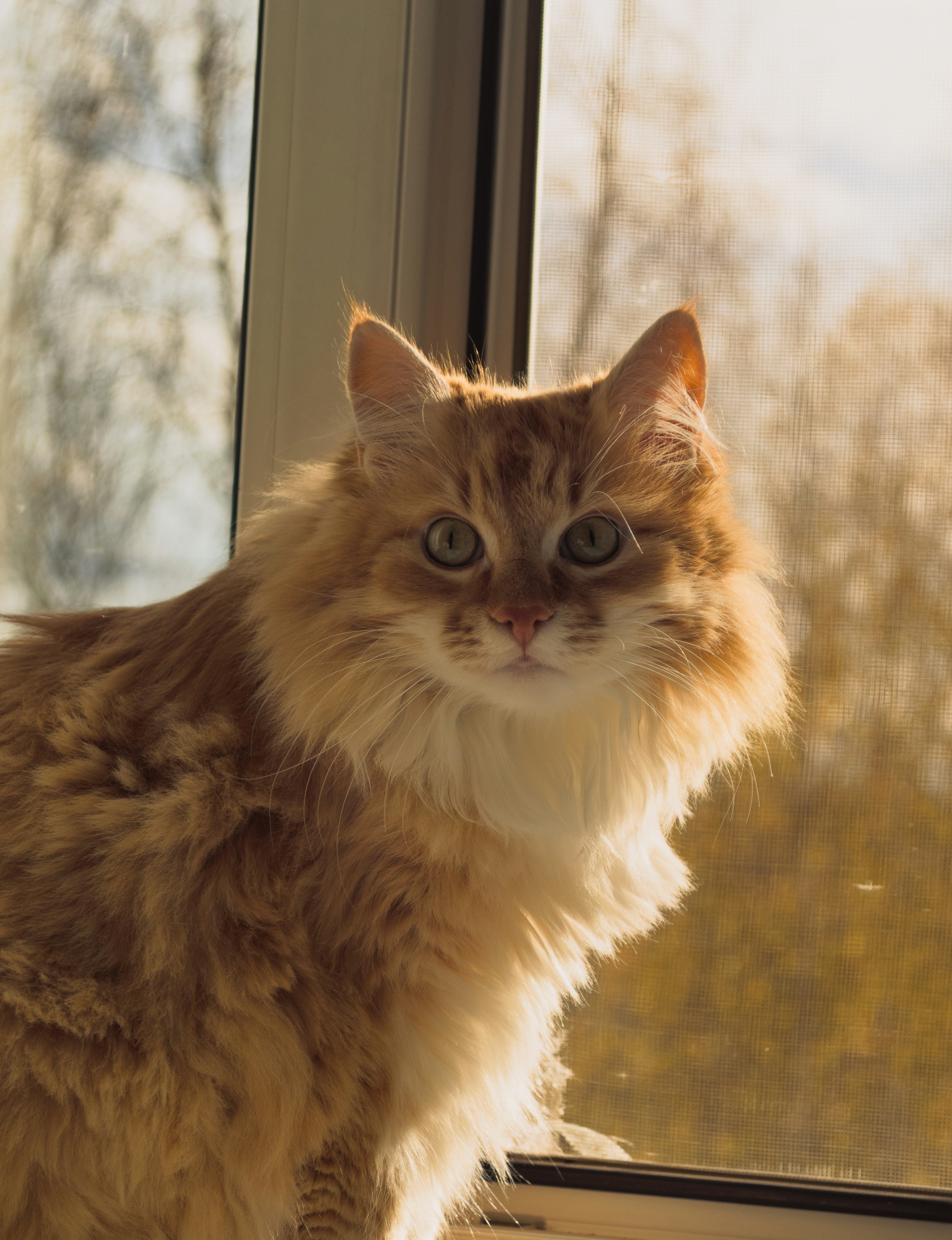 Sunlit Window Cat: A Fluffy Portrait in Warm Golden Hour