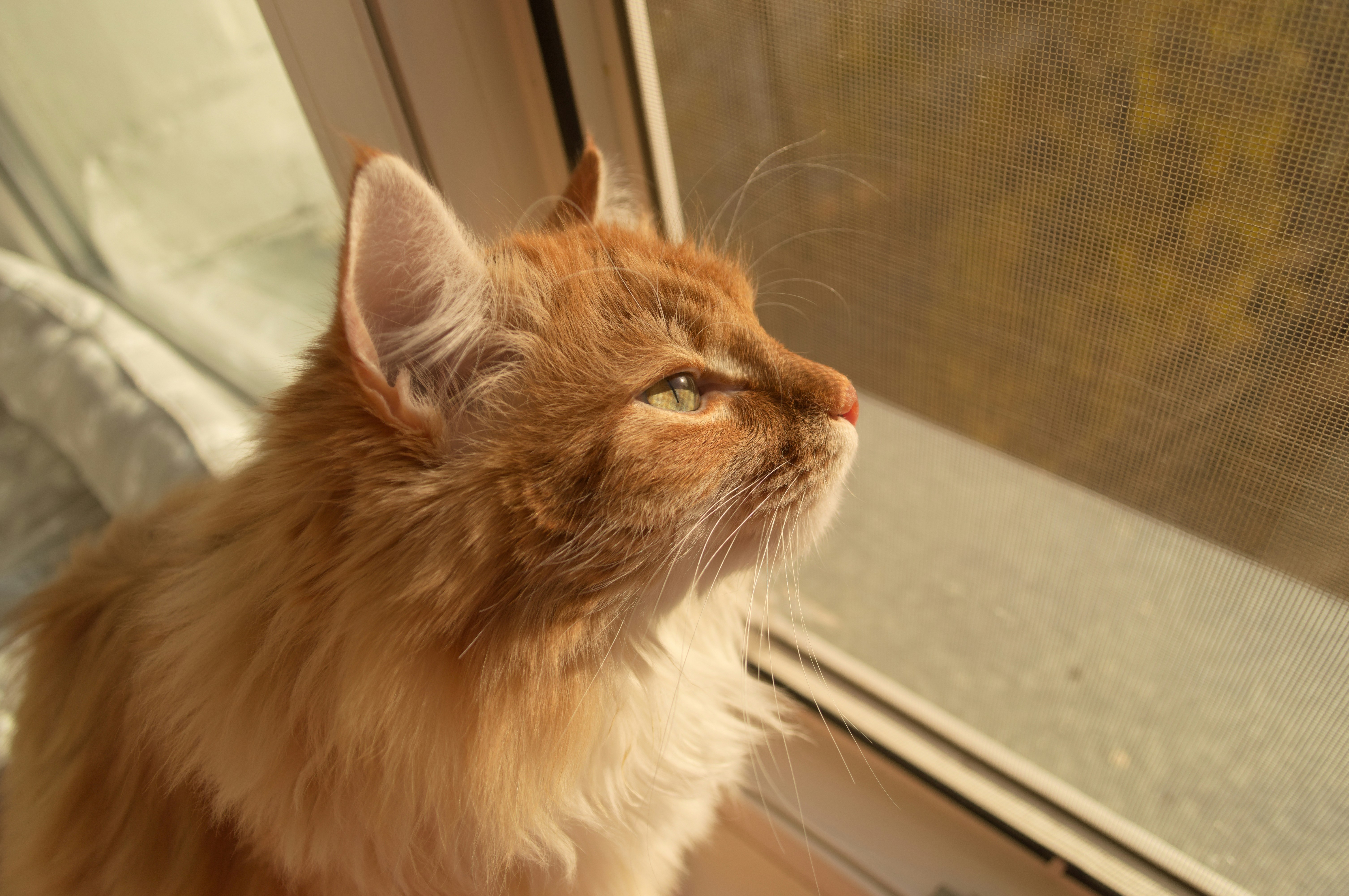 Window-Side Gaze: A Ginger Cat Contemplates the Outdoors