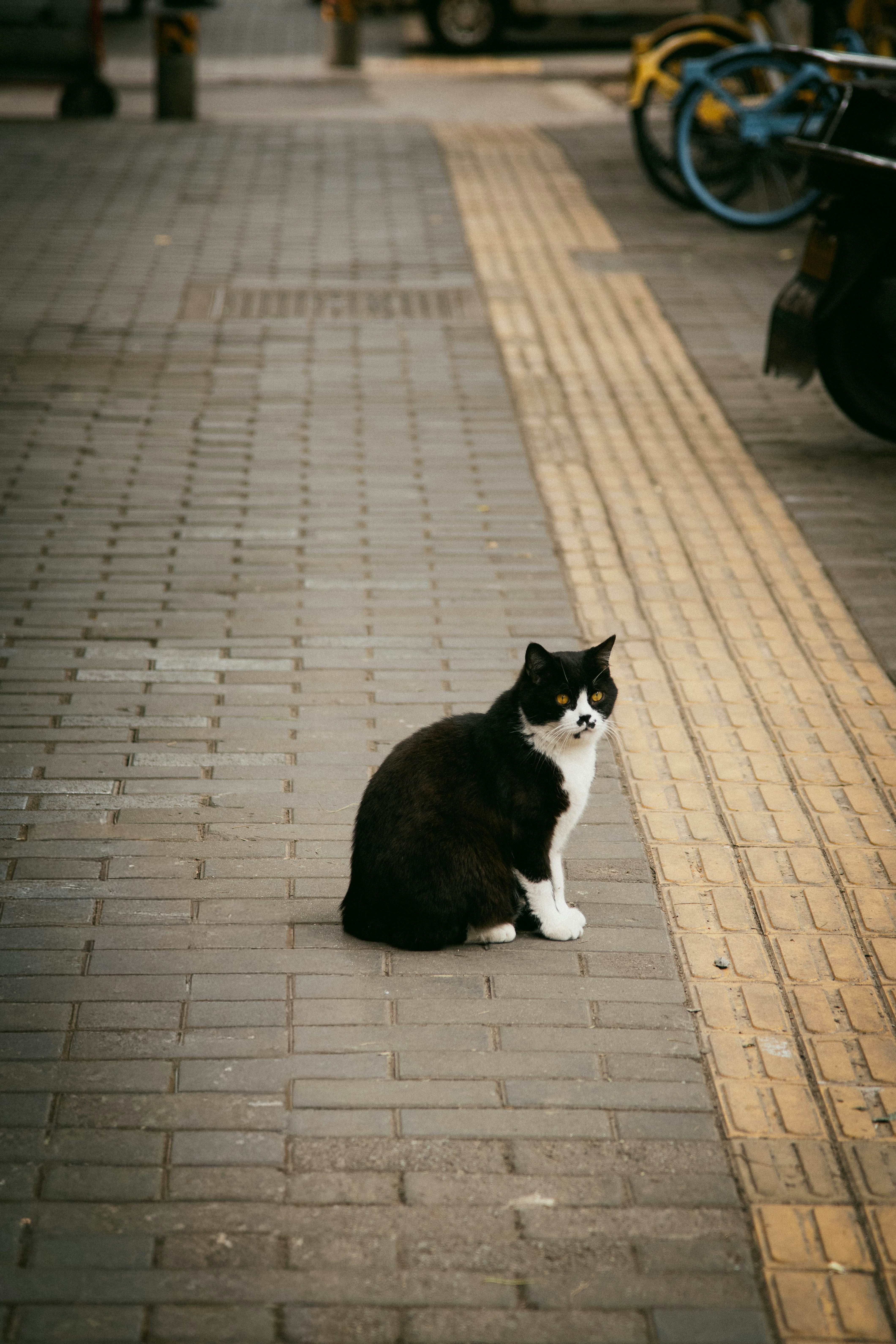 Street Saint: A Black-and-White Cat on a Quiet Pavement