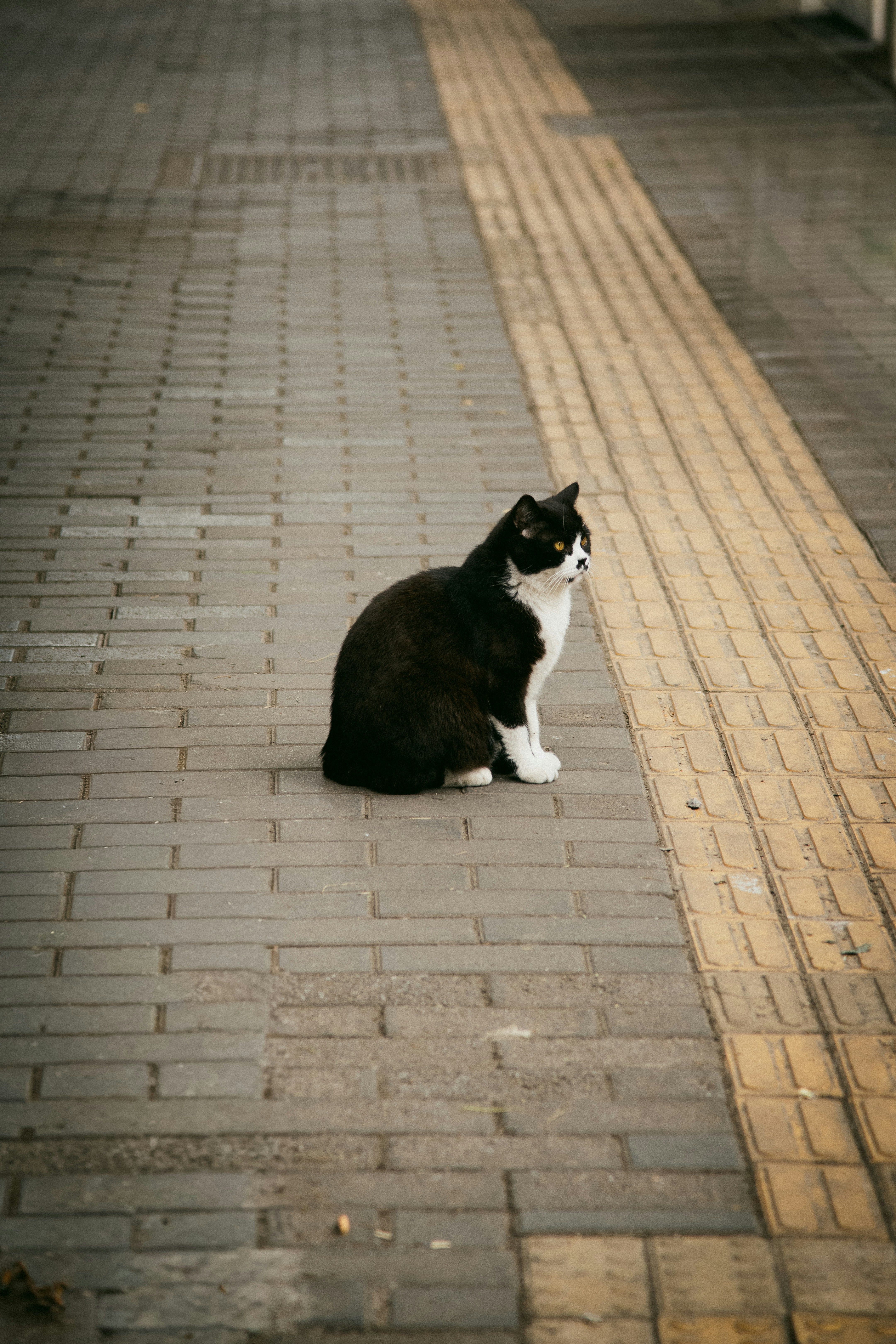 Lone tuxedo on a sunlit sidewalk