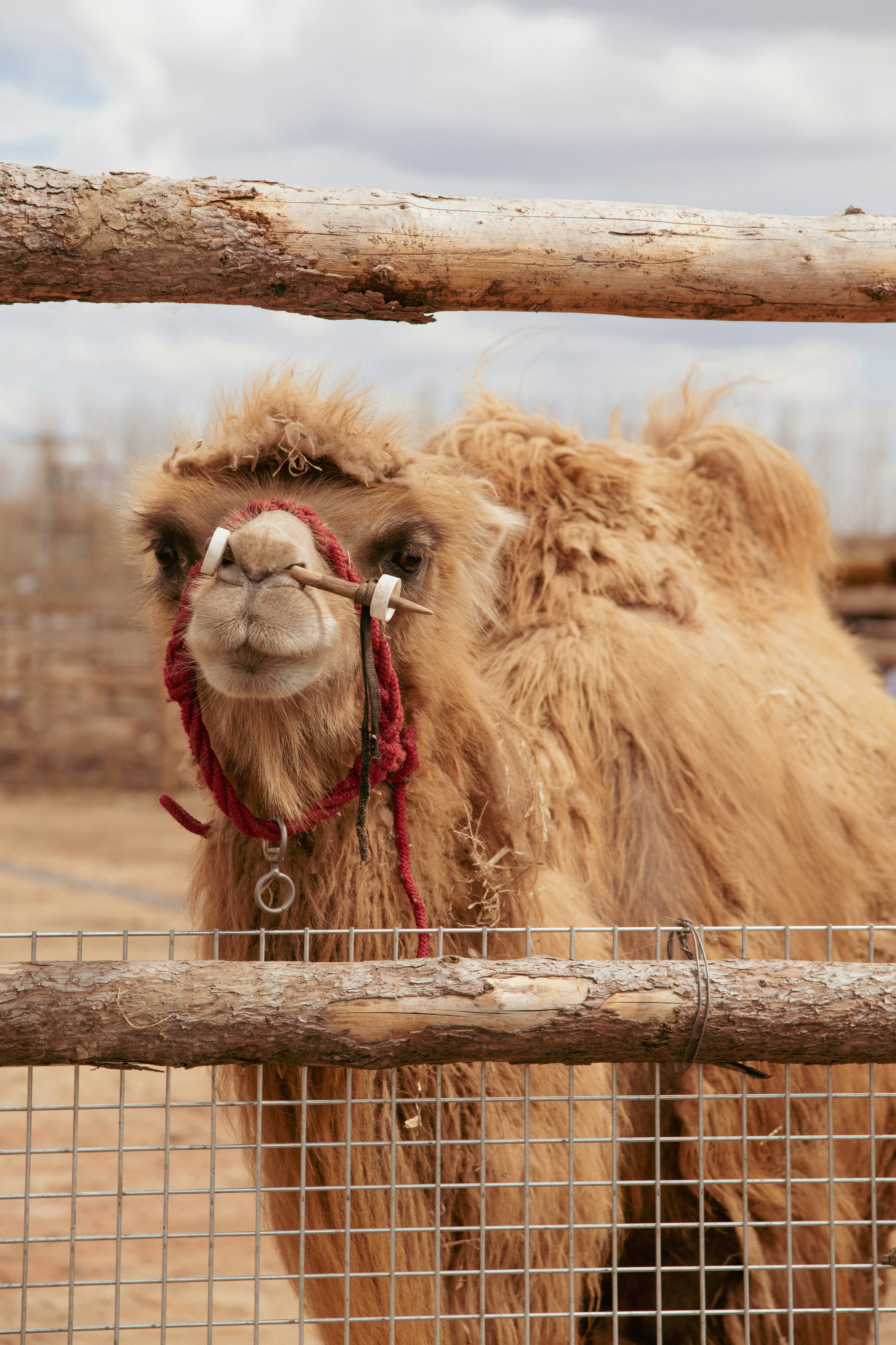 Curious Camel Behind a Wooden Fence