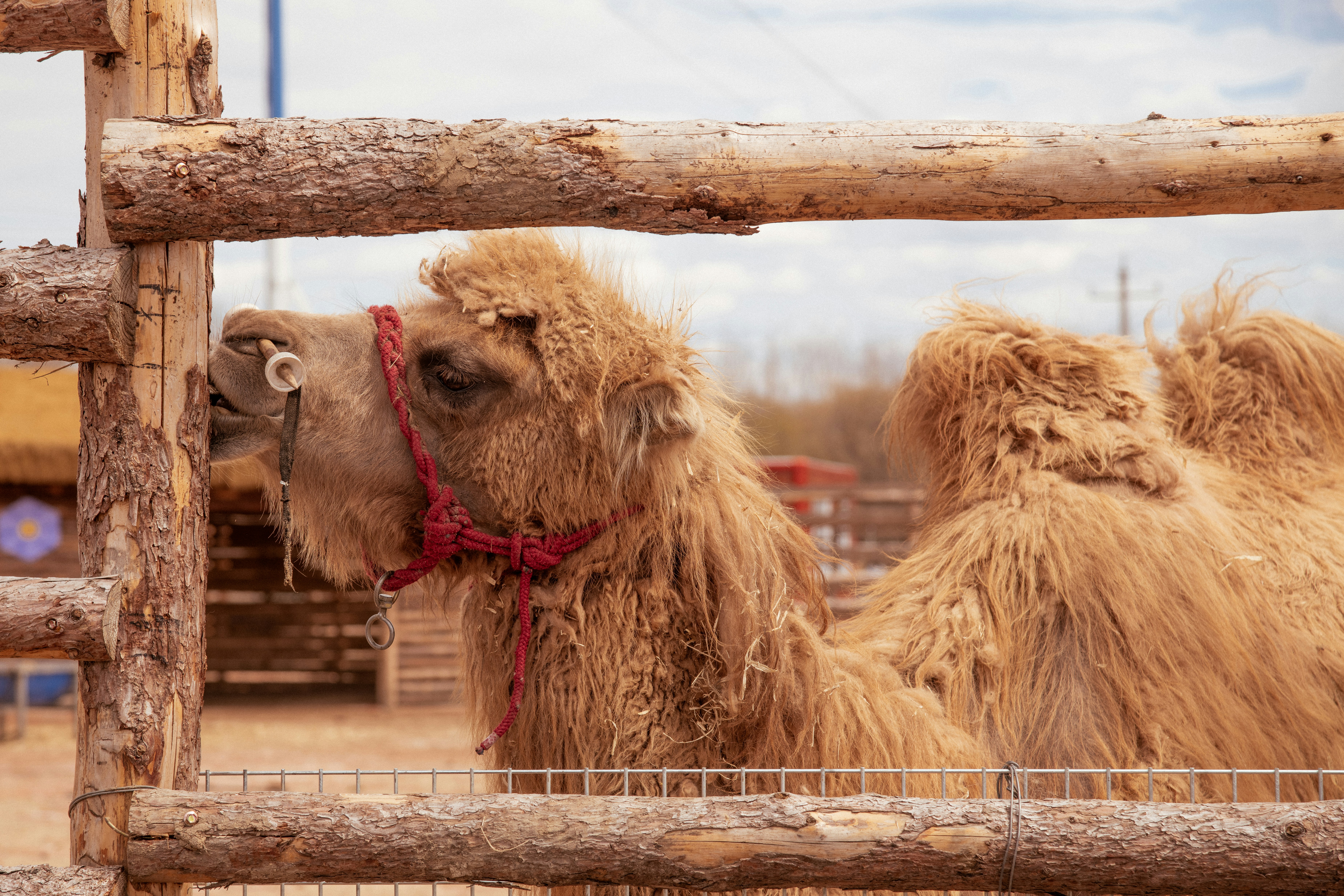 Red-Threaded Monitor: A Camel's Quiet Gaze Through The Fence