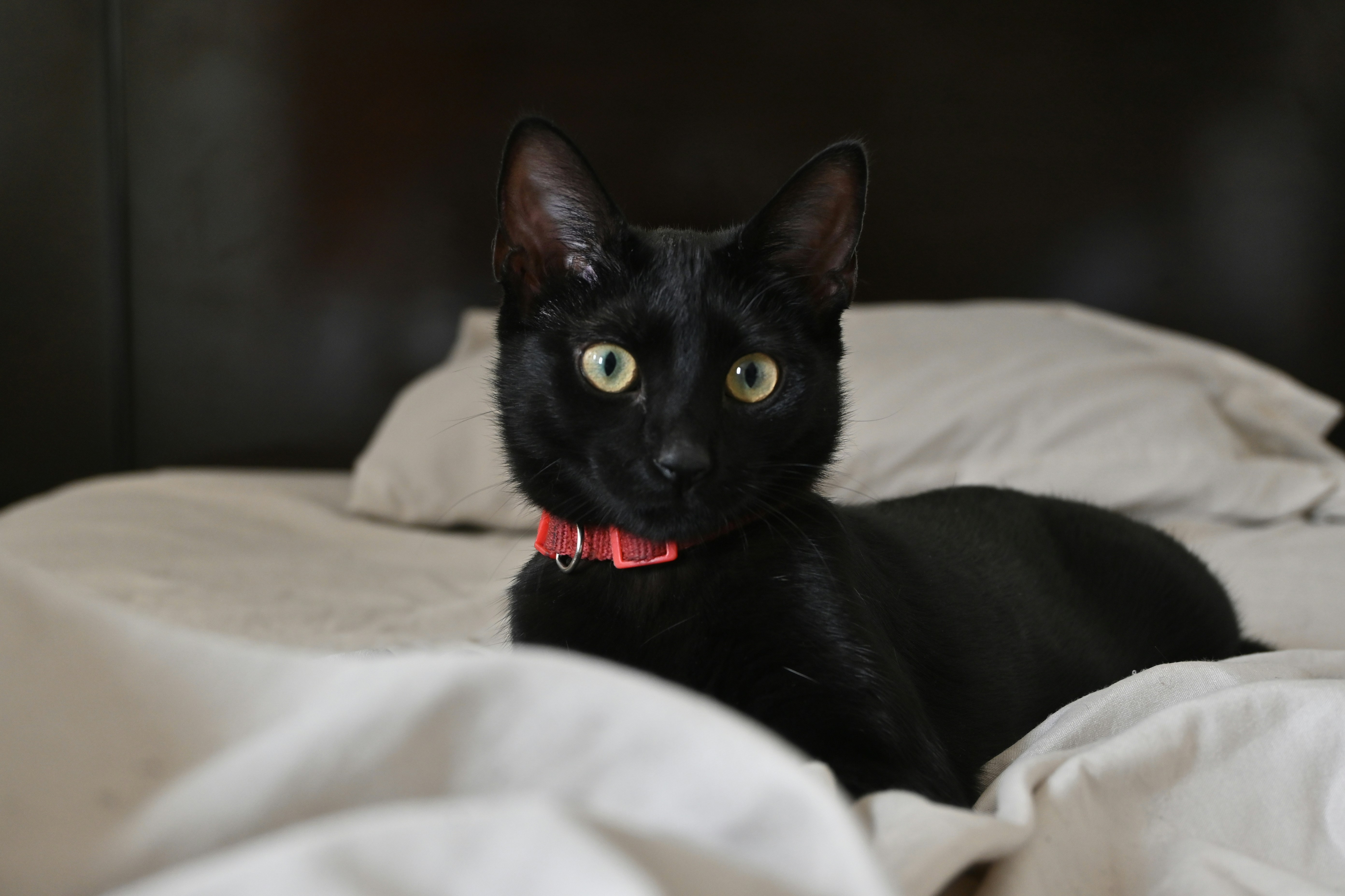 Midnight Velvet: A Black Cat Reposes on Moonlit Linen