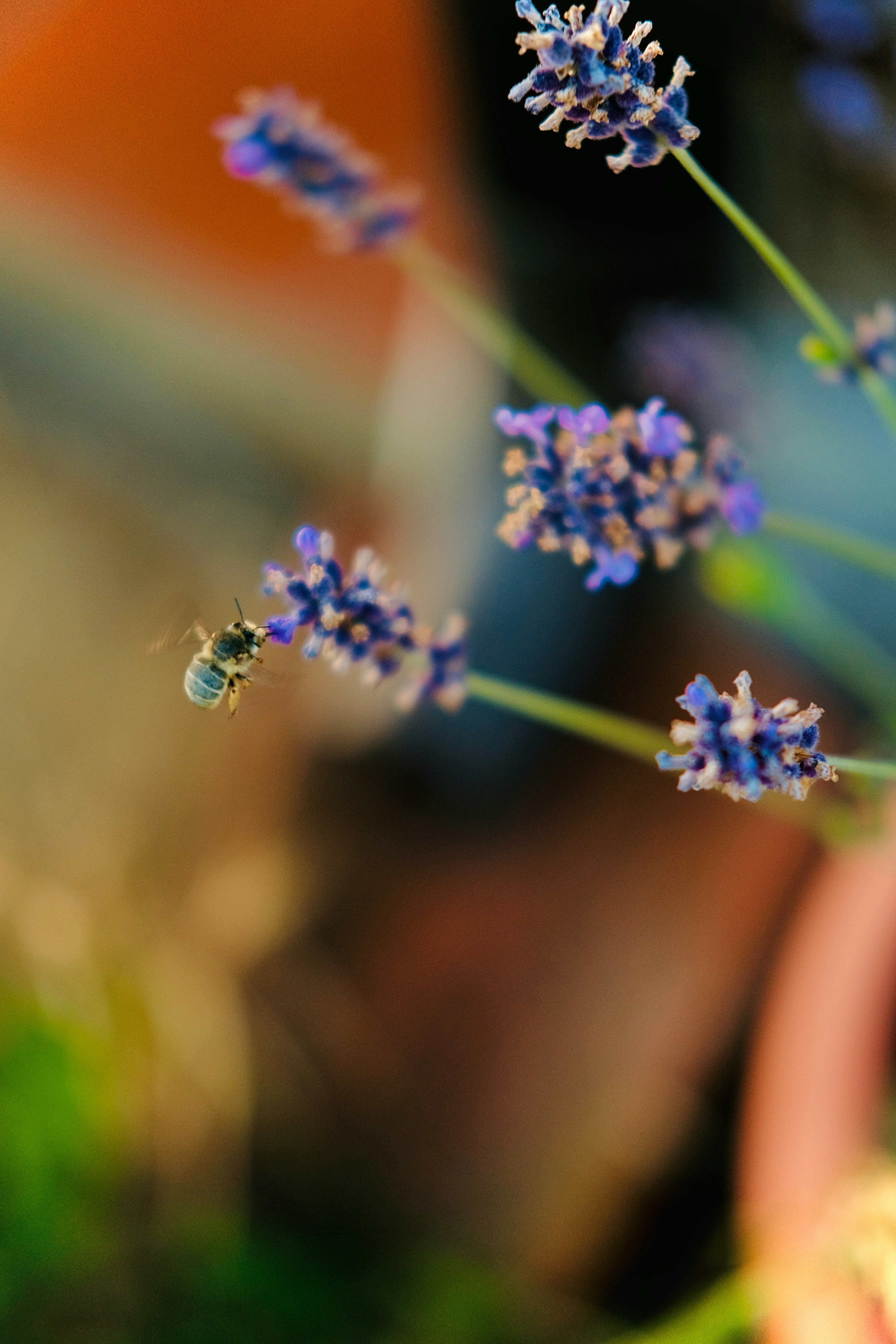 Buzzing Among Lavender: A Honeybee Hovers Near Purple Sprigs