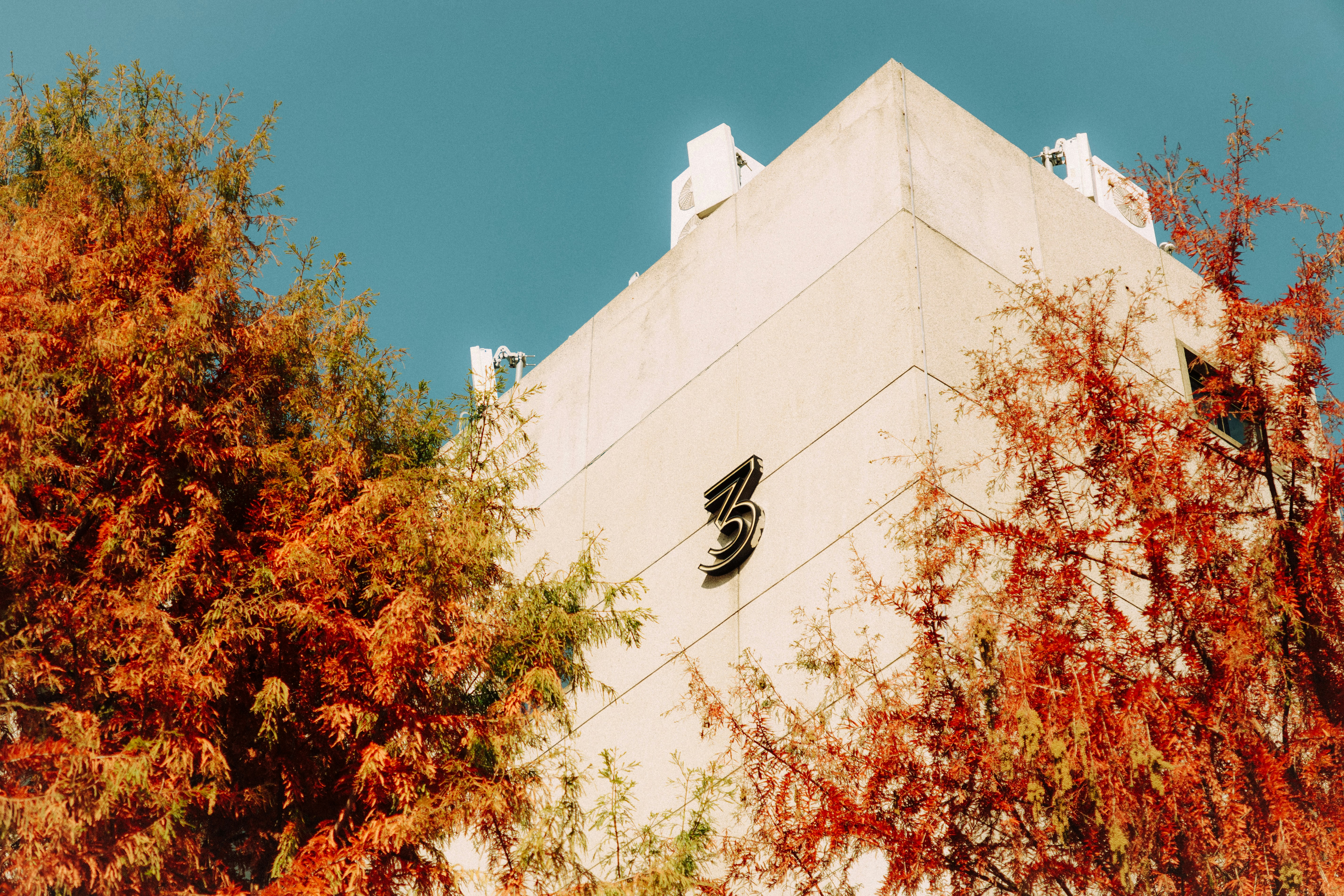 Towering Geometry: Autumn Branches Framing a Modern Facade