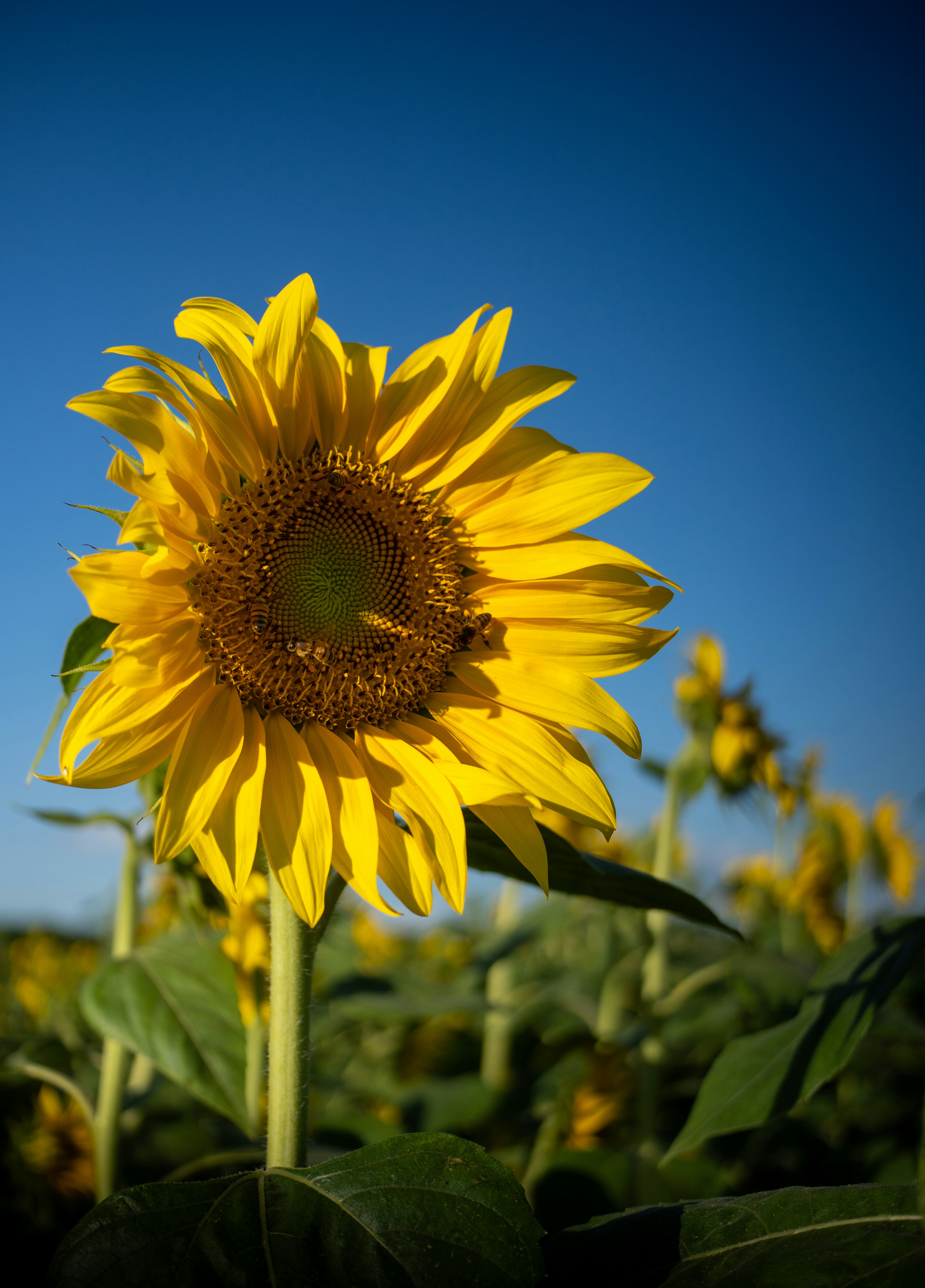 Sunlit Helianthus: A Bold Bloom Against a Clear Blue Sky