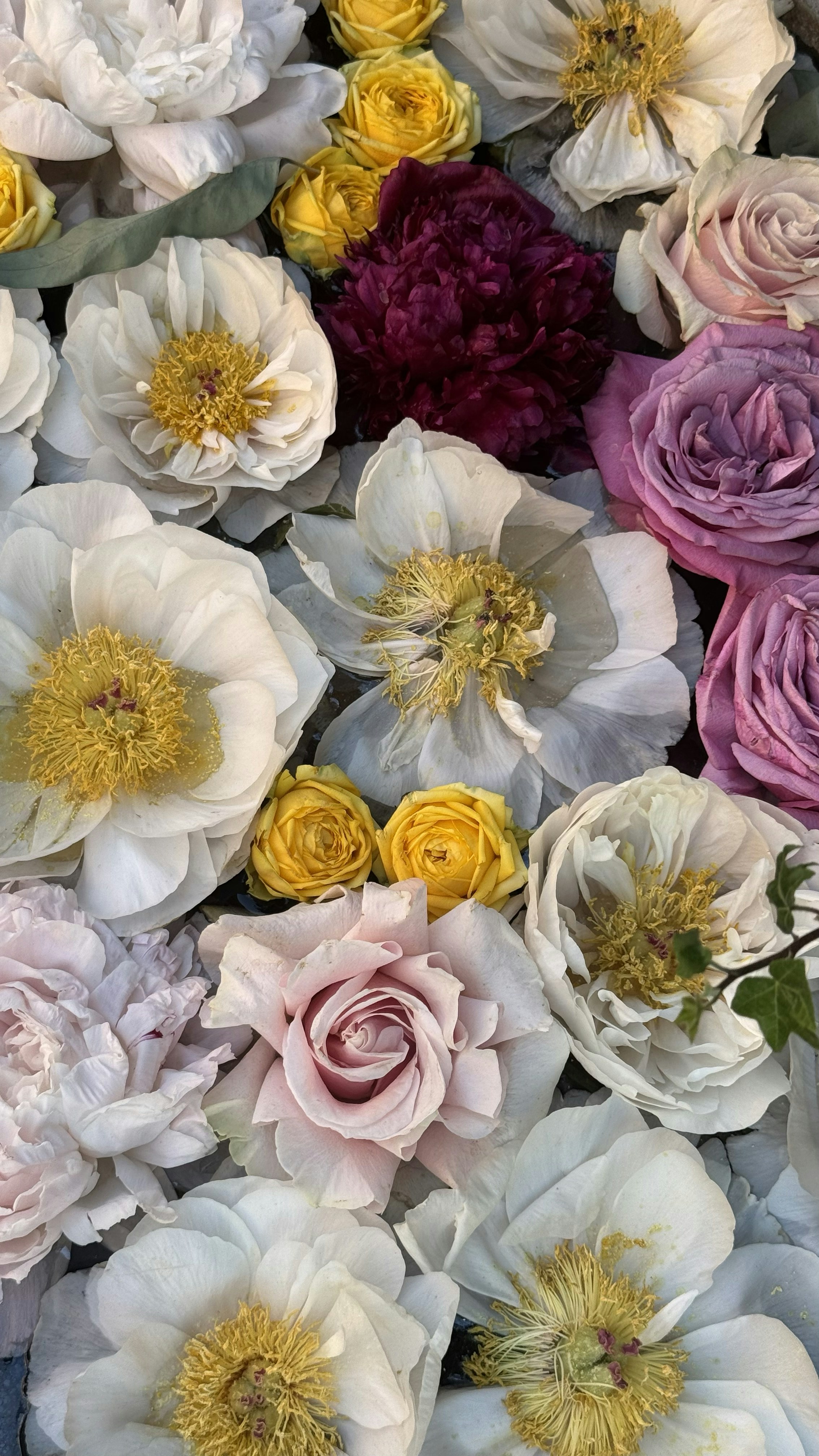 Colorful bouquet of peonies and roses in white, yellow, pink, and purple, arranged in a dense floral collage. Note: this is a close-up of flowers.