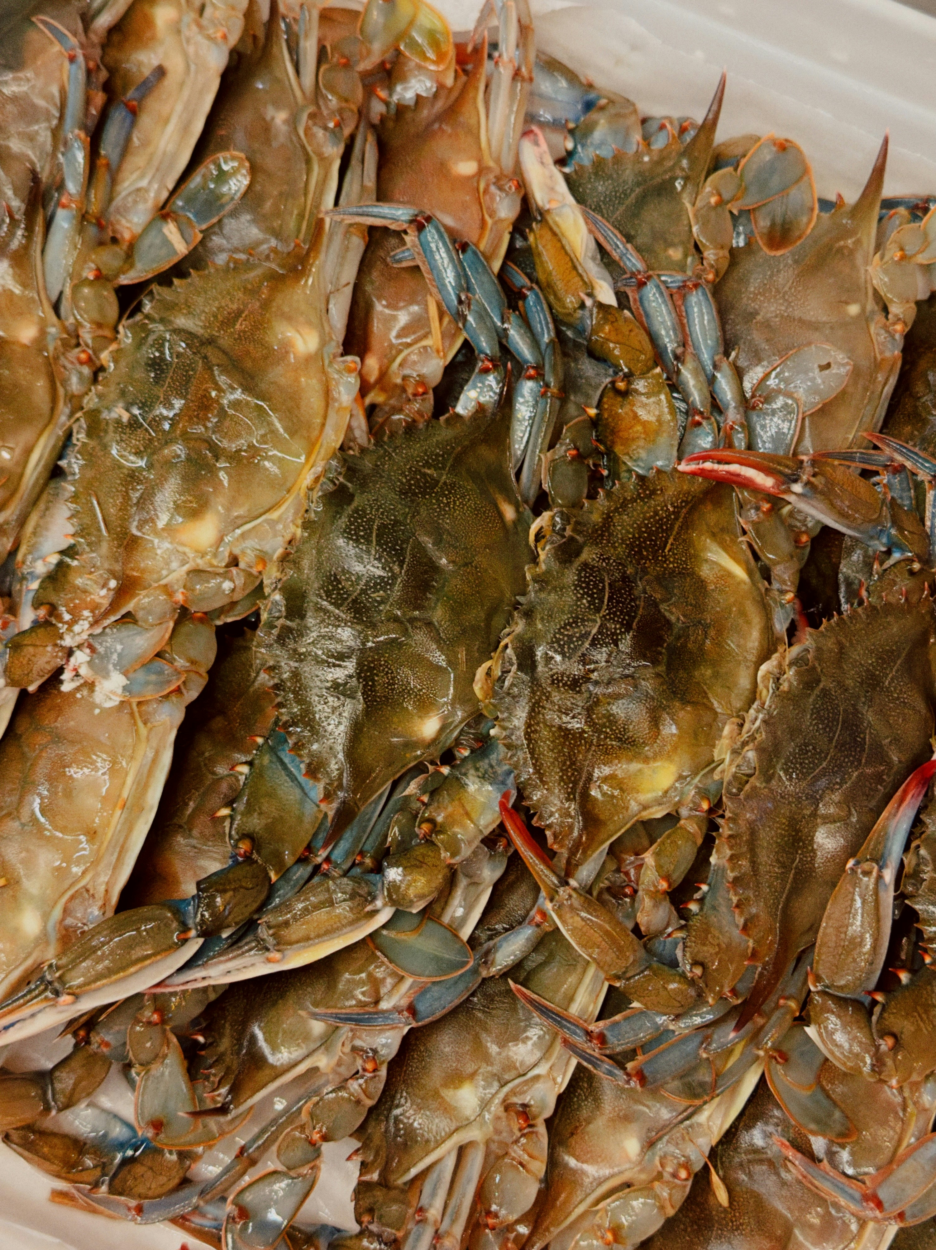 Crimson Crustacean Harvest: A Dense Tangle of Fresh Crabs