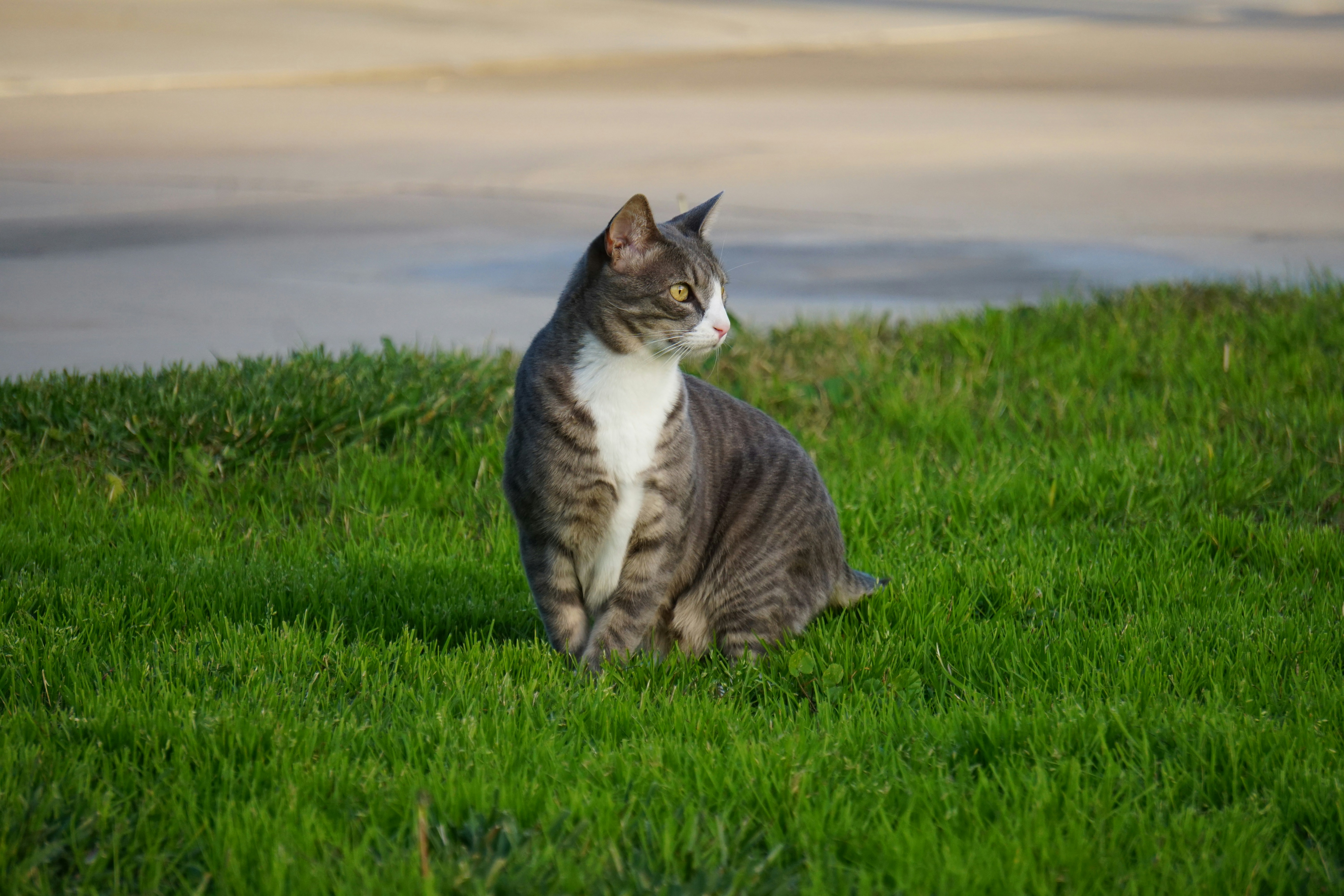 Green Lawn Sentinel: A Curious Cat in Soft Afternoon Light