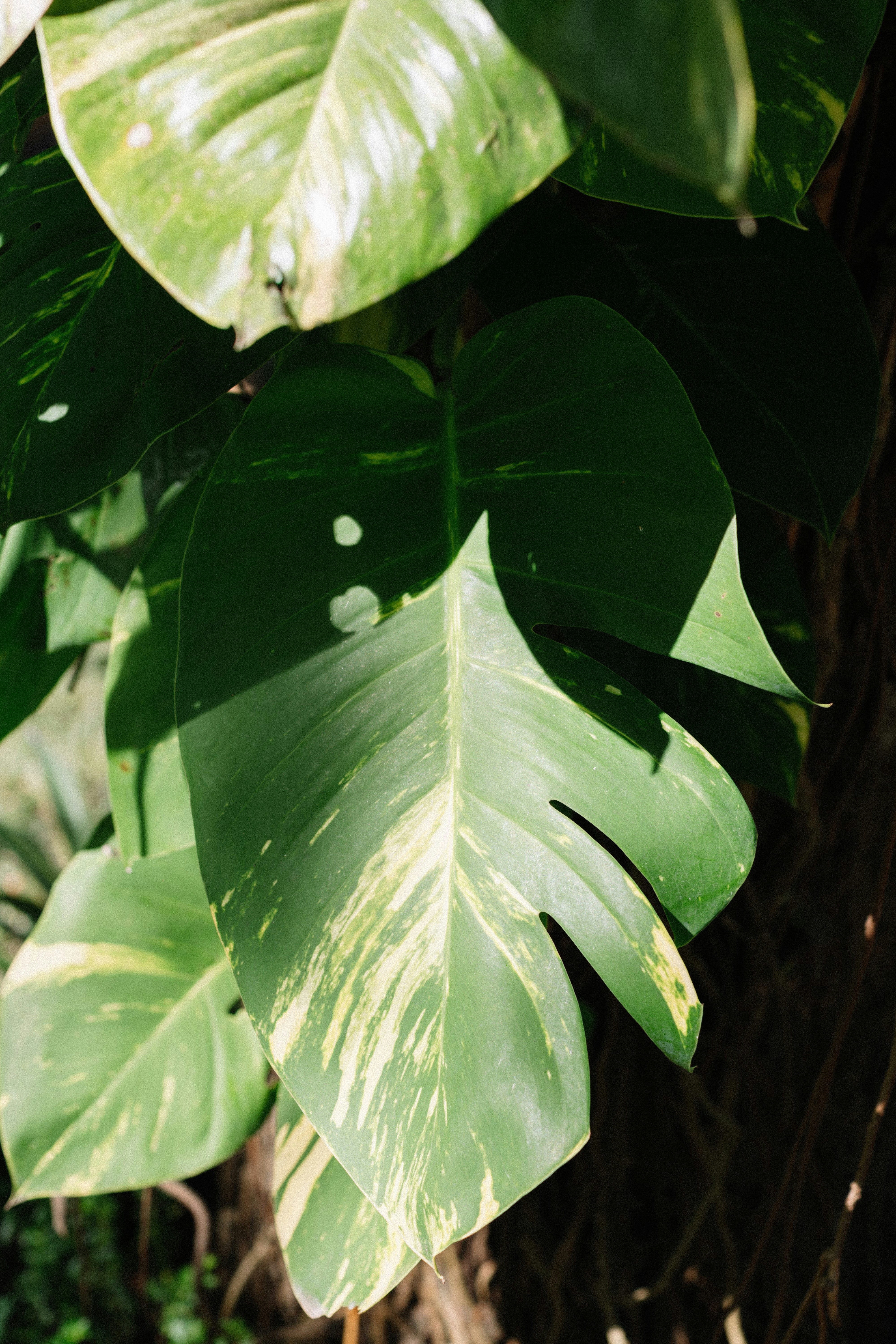 Variegated Monstera Leaves in Sunlit Foliage