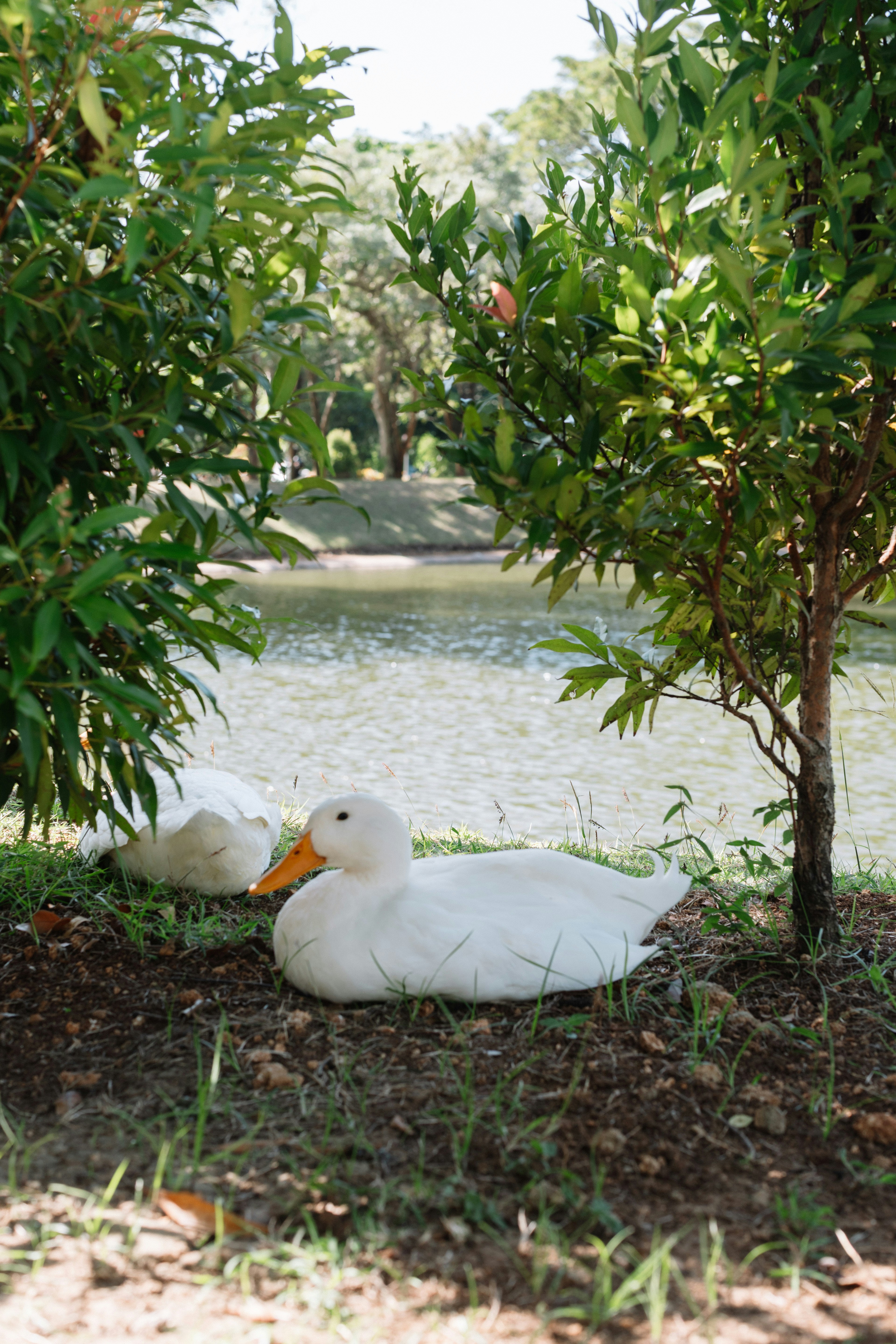 White Ducks Resting Under a Canopied Park by a Quiet Pond