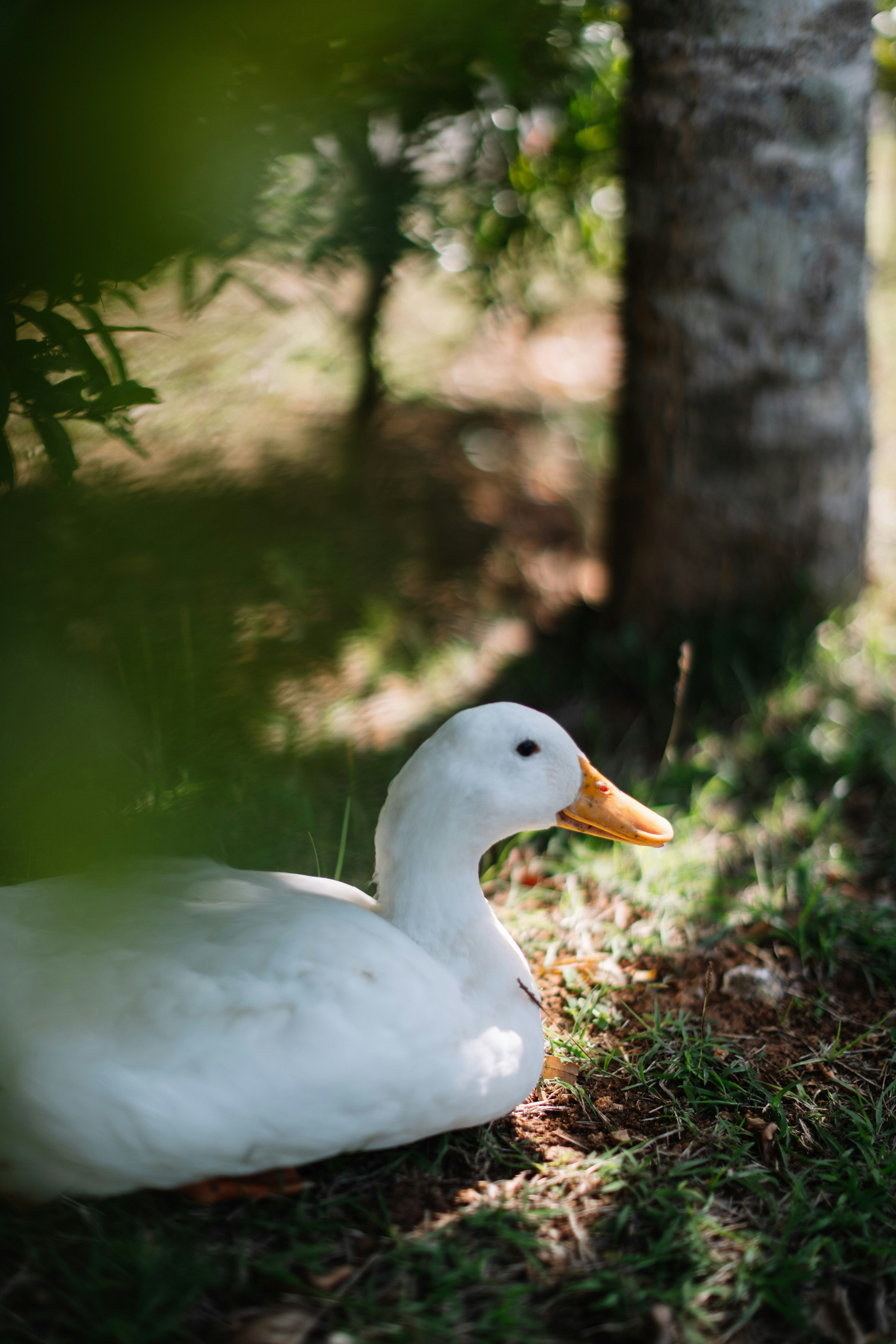 Silent Gull in Dappled Ground Light