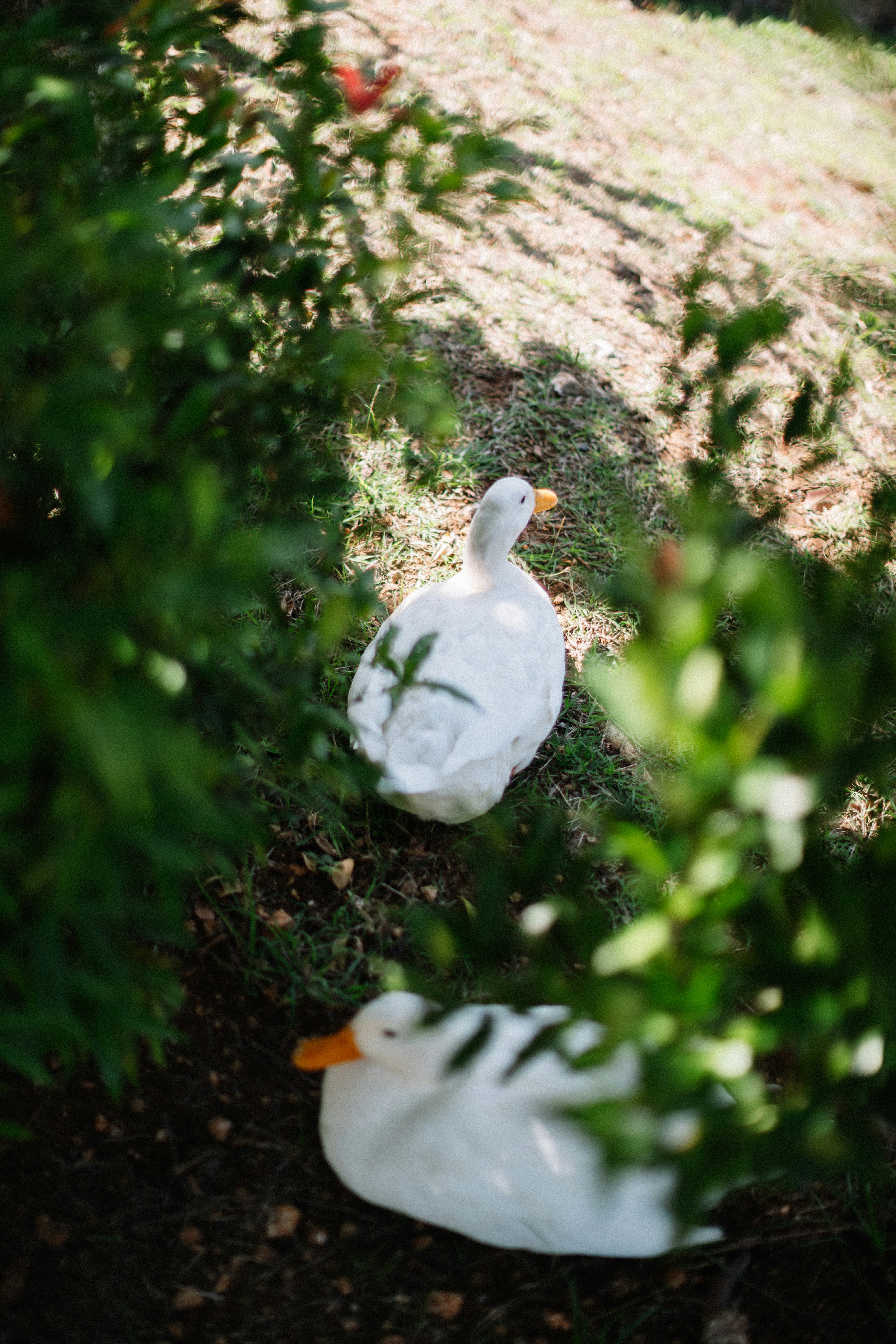 Hidden Covert Goosery: Two White Ducks Among Green Veil