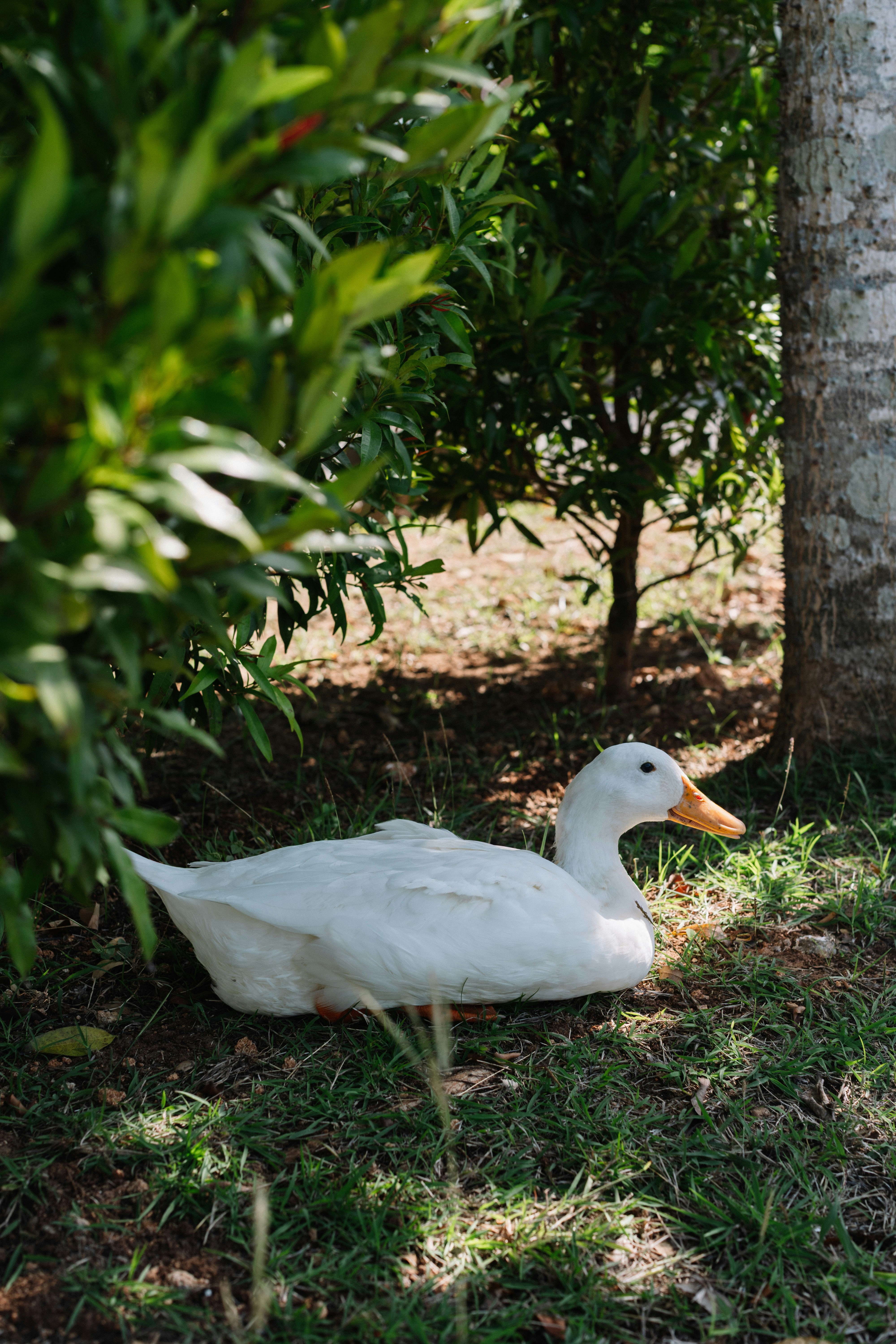White duck resting in dappled shade beneath a fruit-tree belt