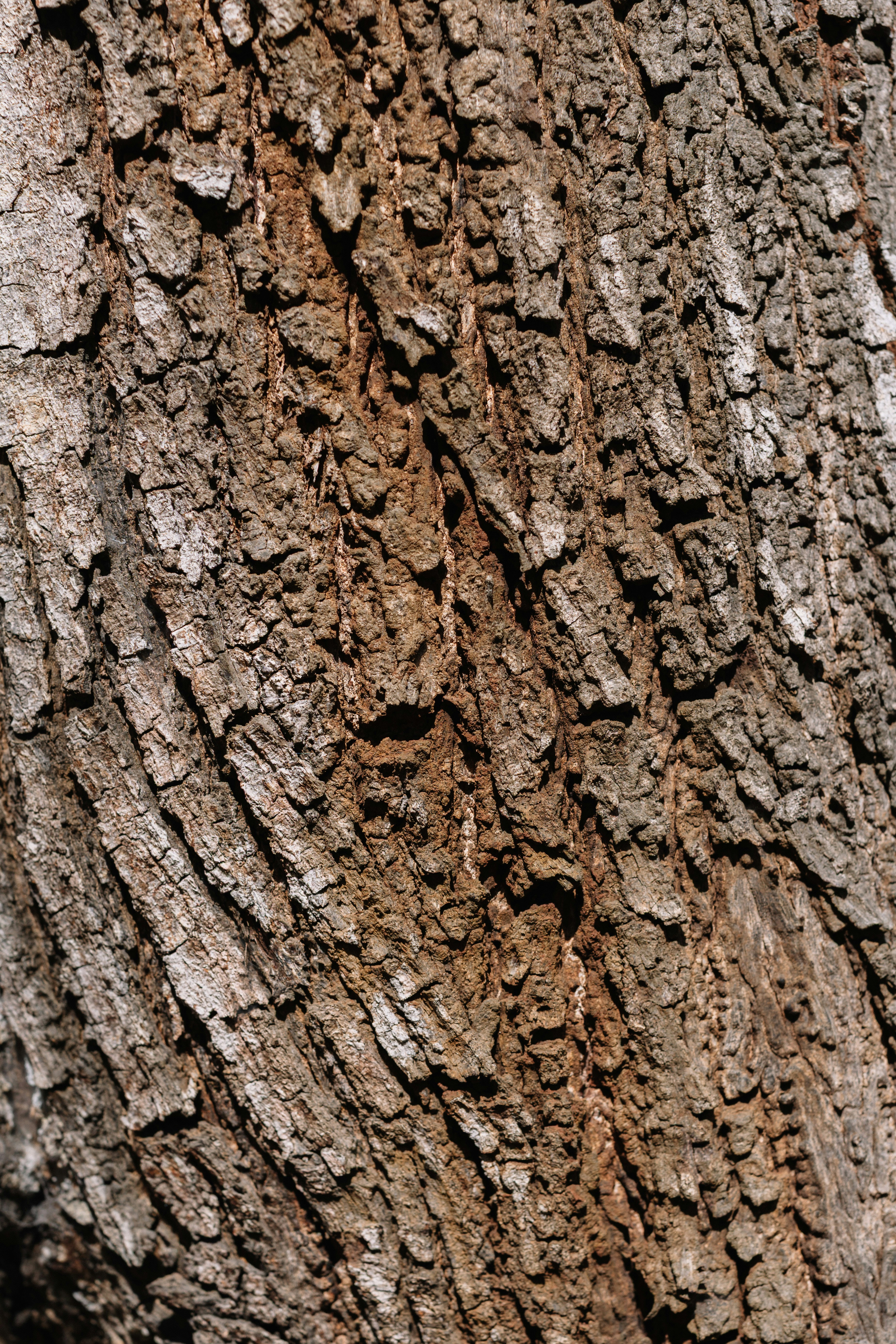 Rugged Bark: A Textured Window into Tree Growth Rings