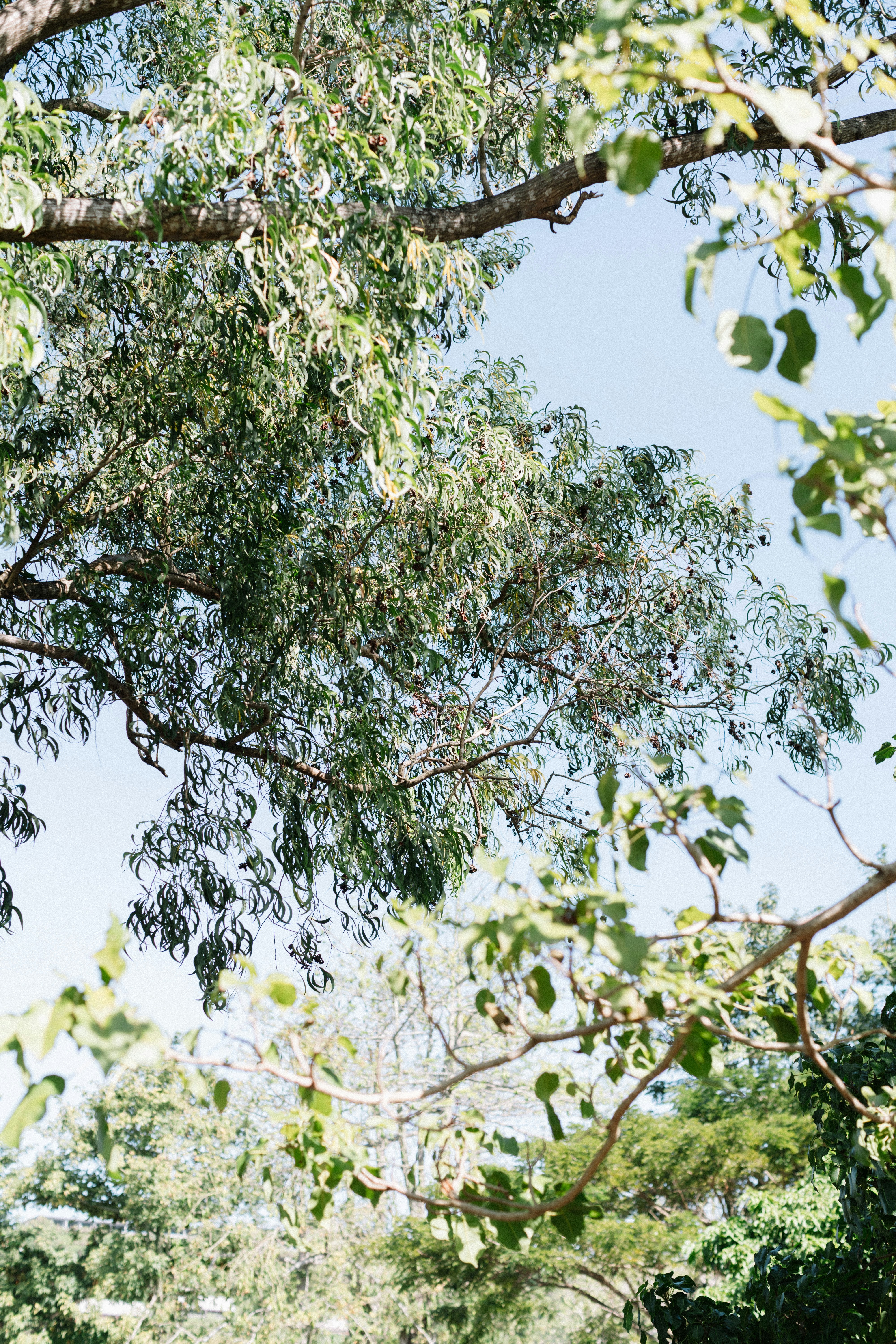 Branching canopy toward a clear sky