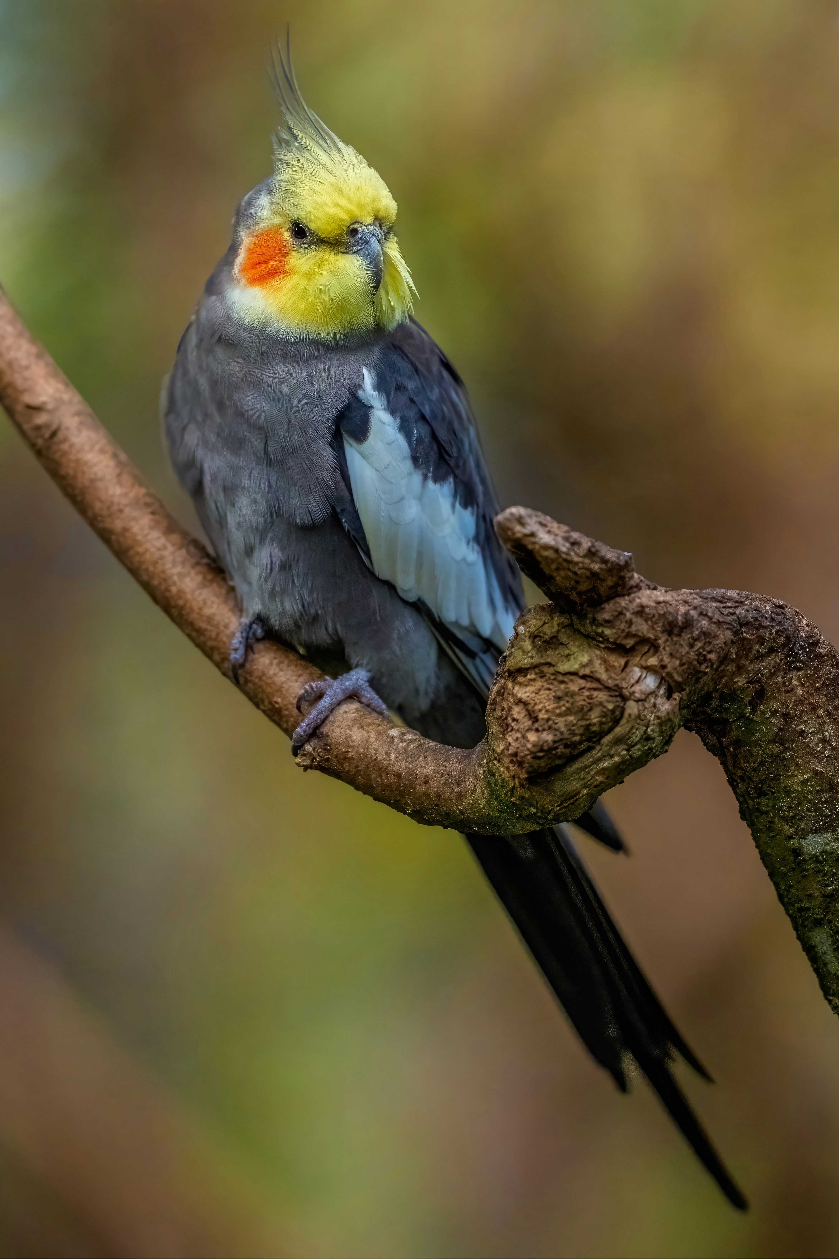 Yellow-crested Cockatiel on a Curved Branch