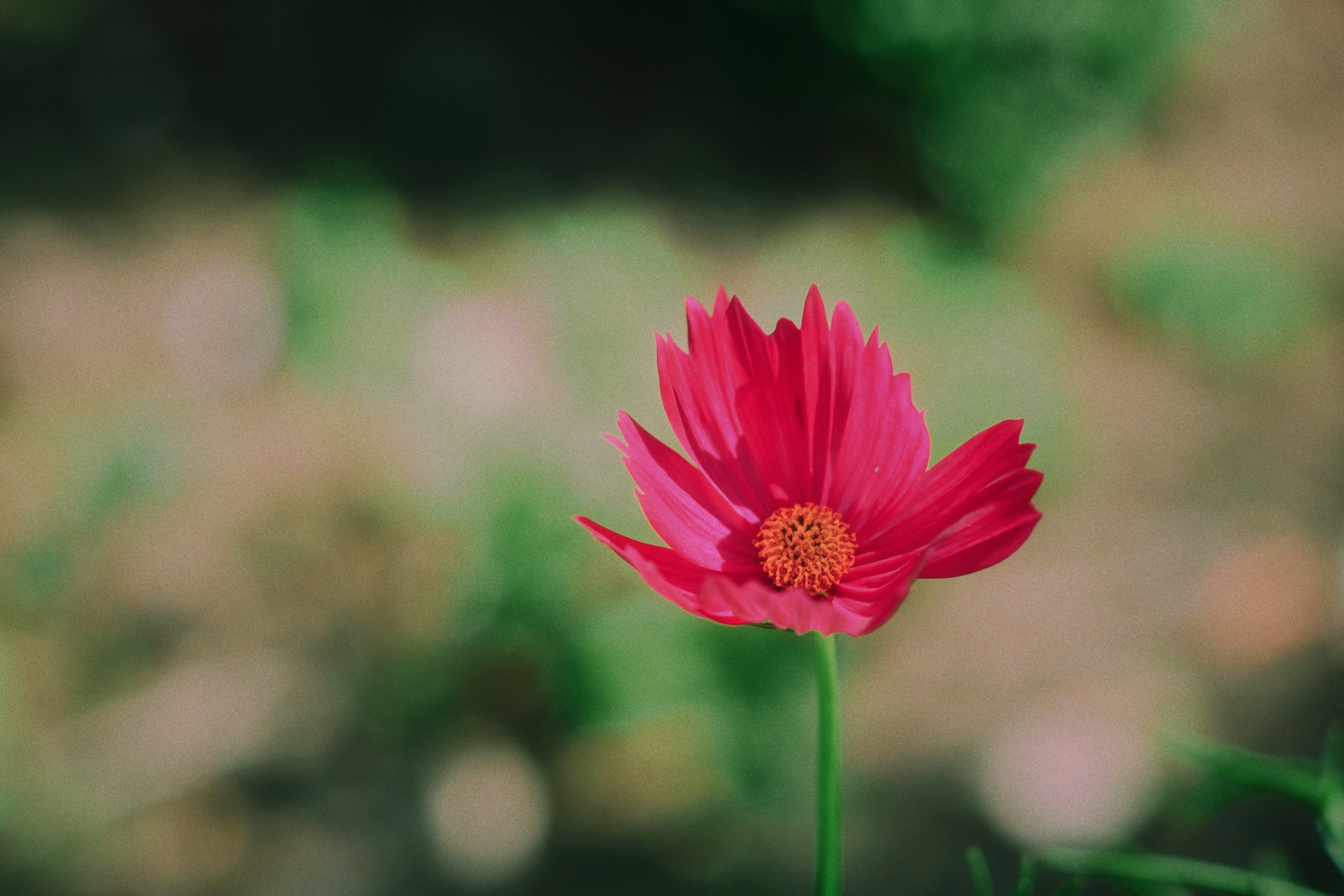 Crimson Bloom on a Quiet Field