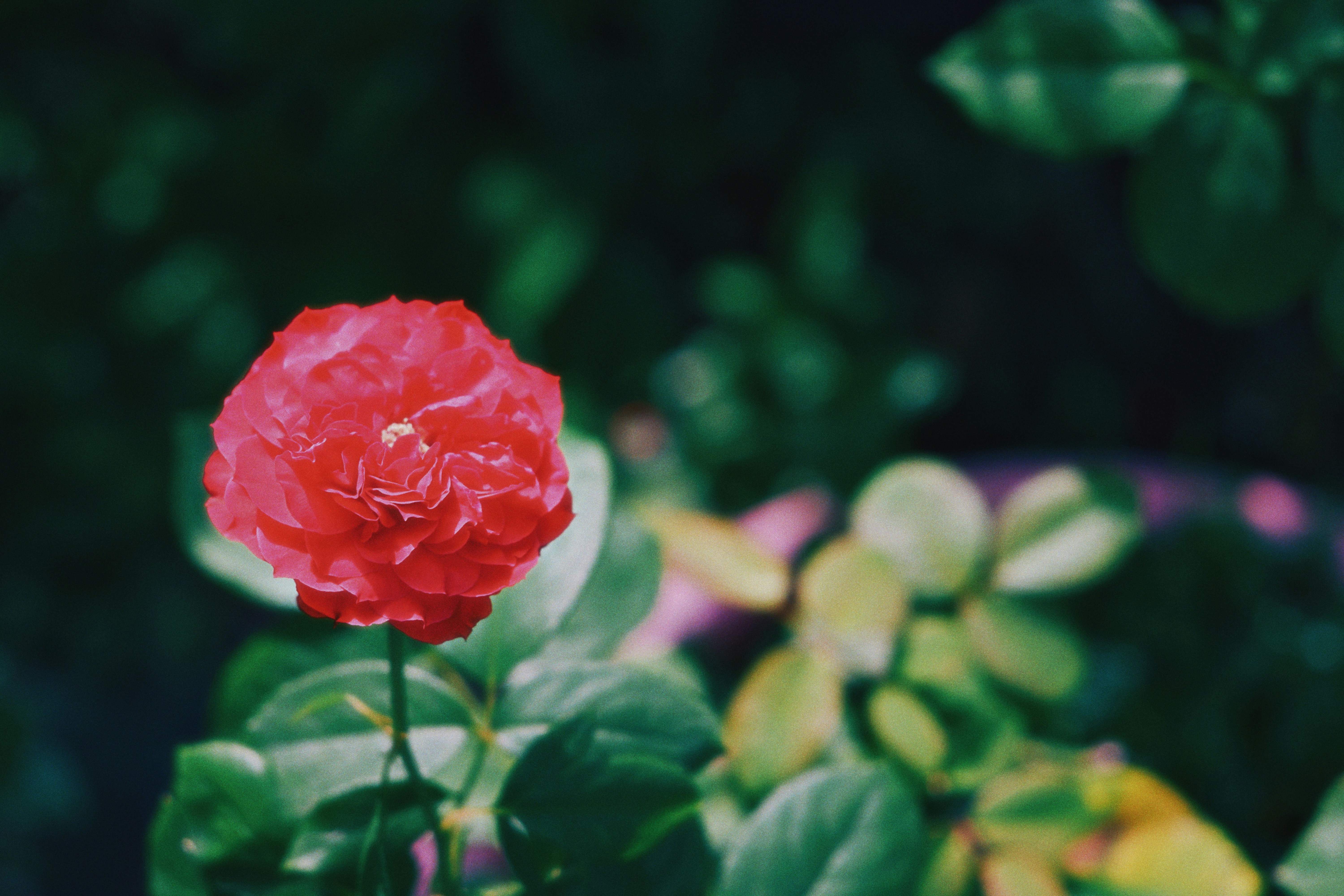 Crimson Bloom in a Quiet Green Frame