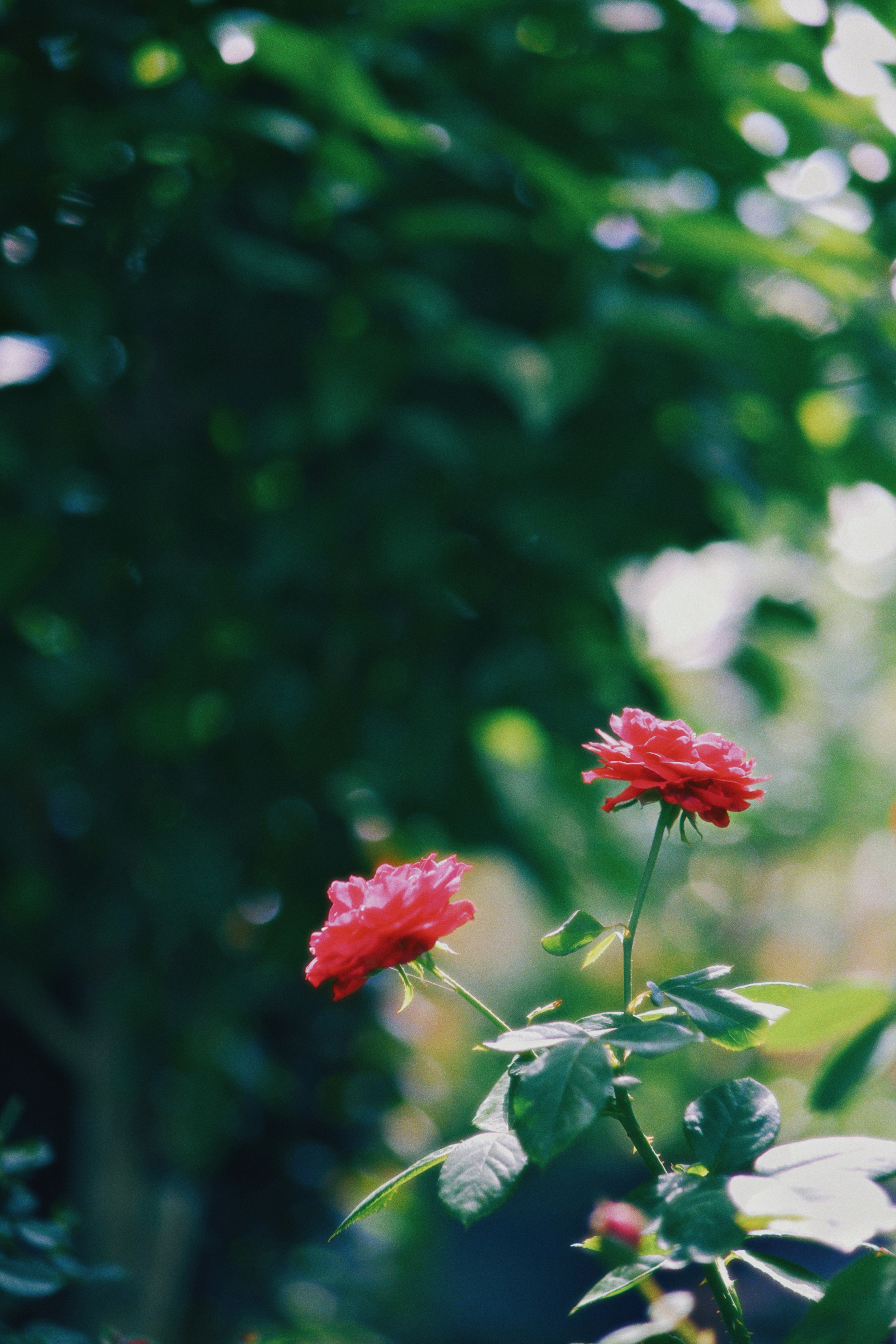 Red Roses in Soft Focus Garden Morning