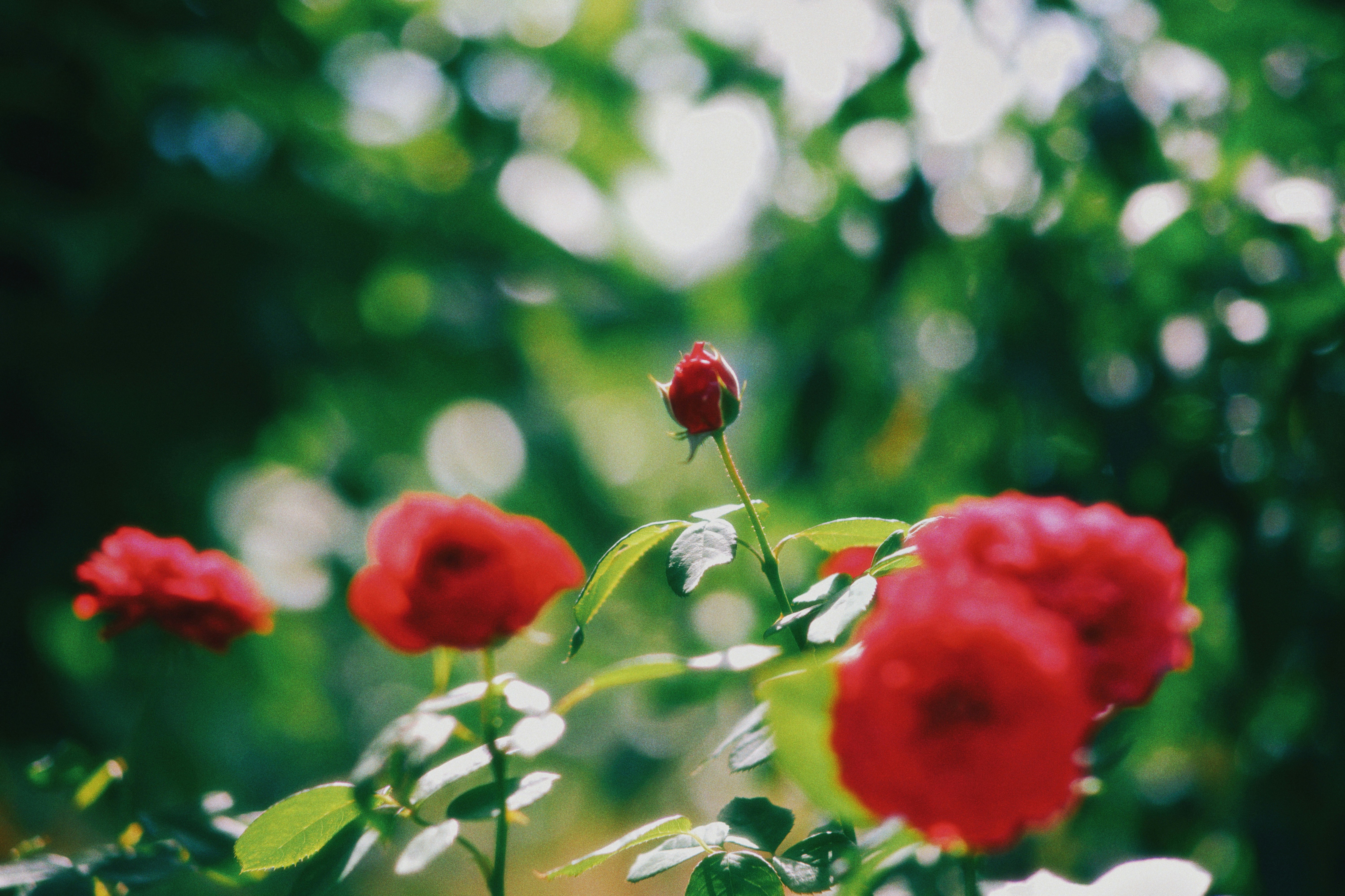 Rose Bloom in a Quiet Garden, Centered Against a Soft Green Backdrop