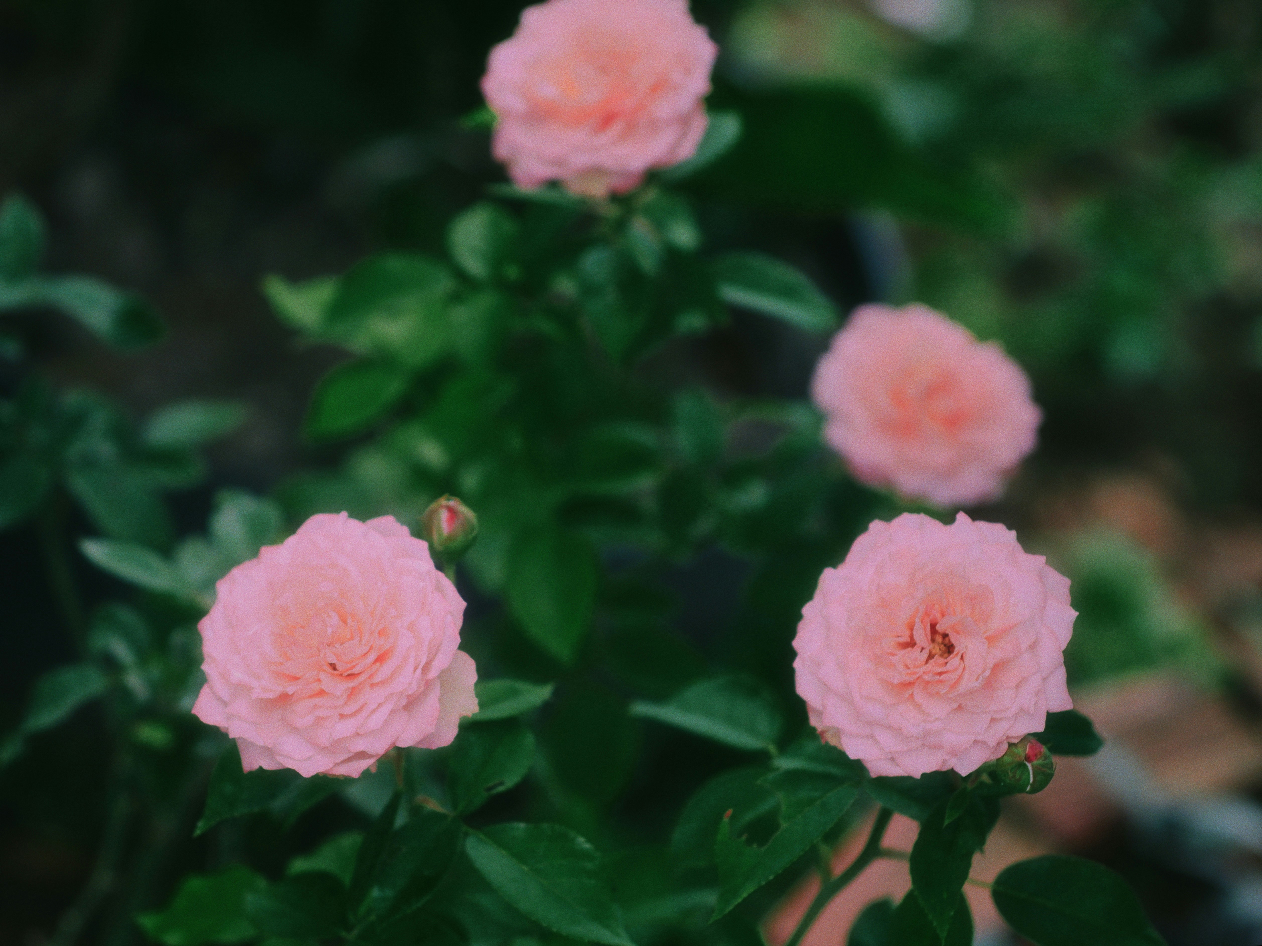 Soft-petal Sunrise: Pink Roses in a Quiet Garden