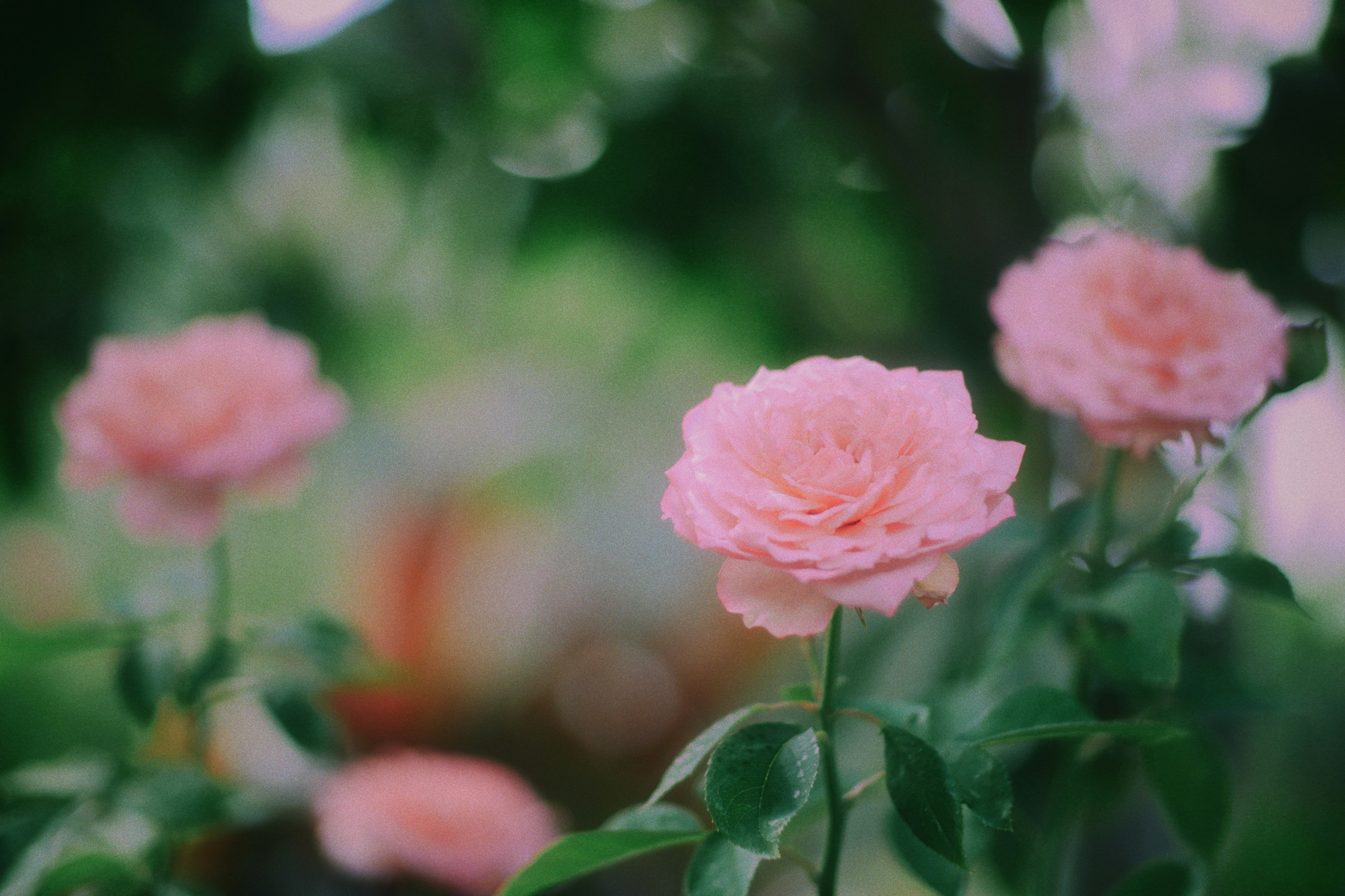 Soft Spotlight on a Peach Bloom in a Quiet Garden