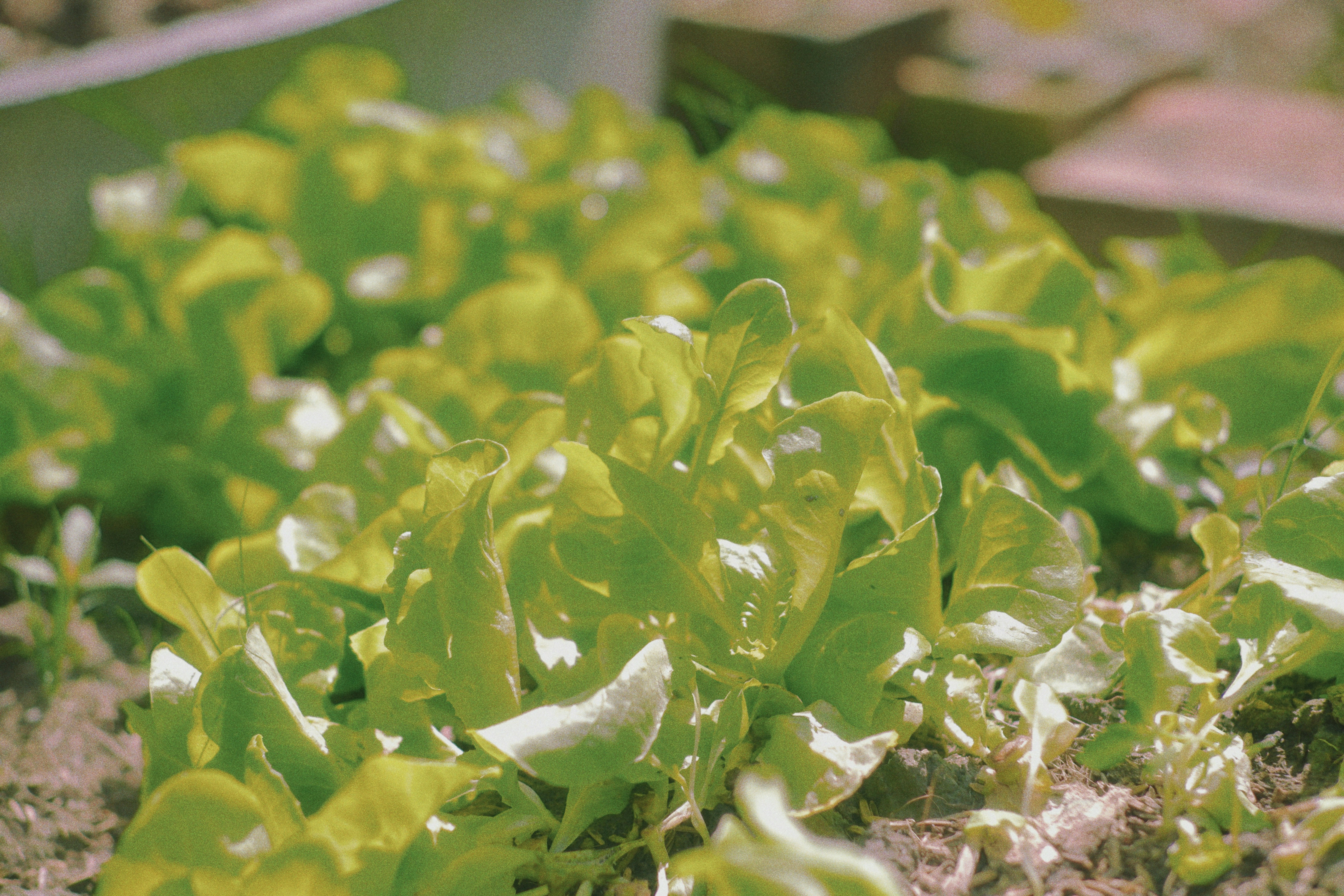 Sunlit Greens: A Close-Up Batch of Lettuce Leaves in Morning Light