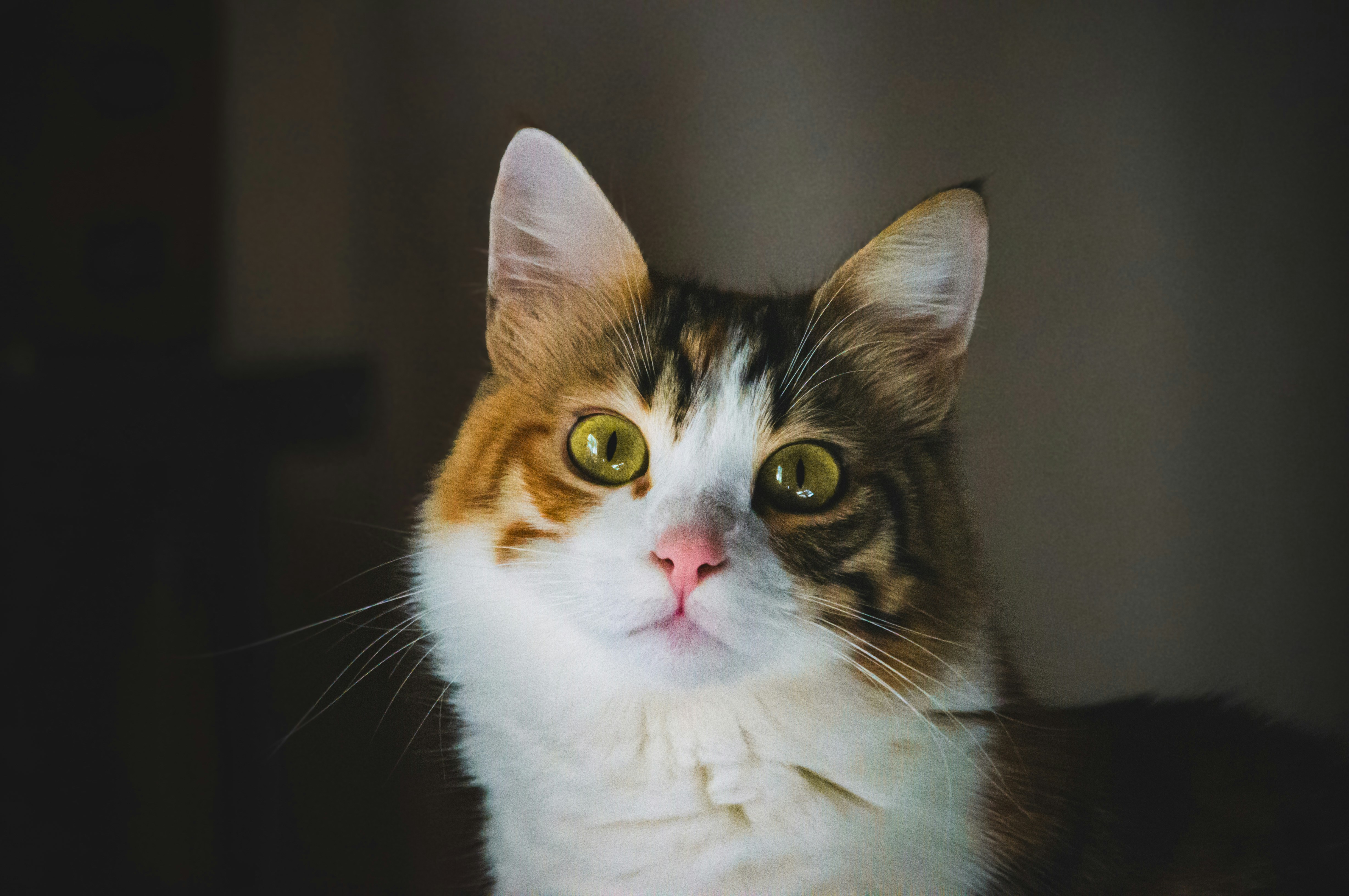 Curious Whiskers: An Intense Gaze from a Calico Companion