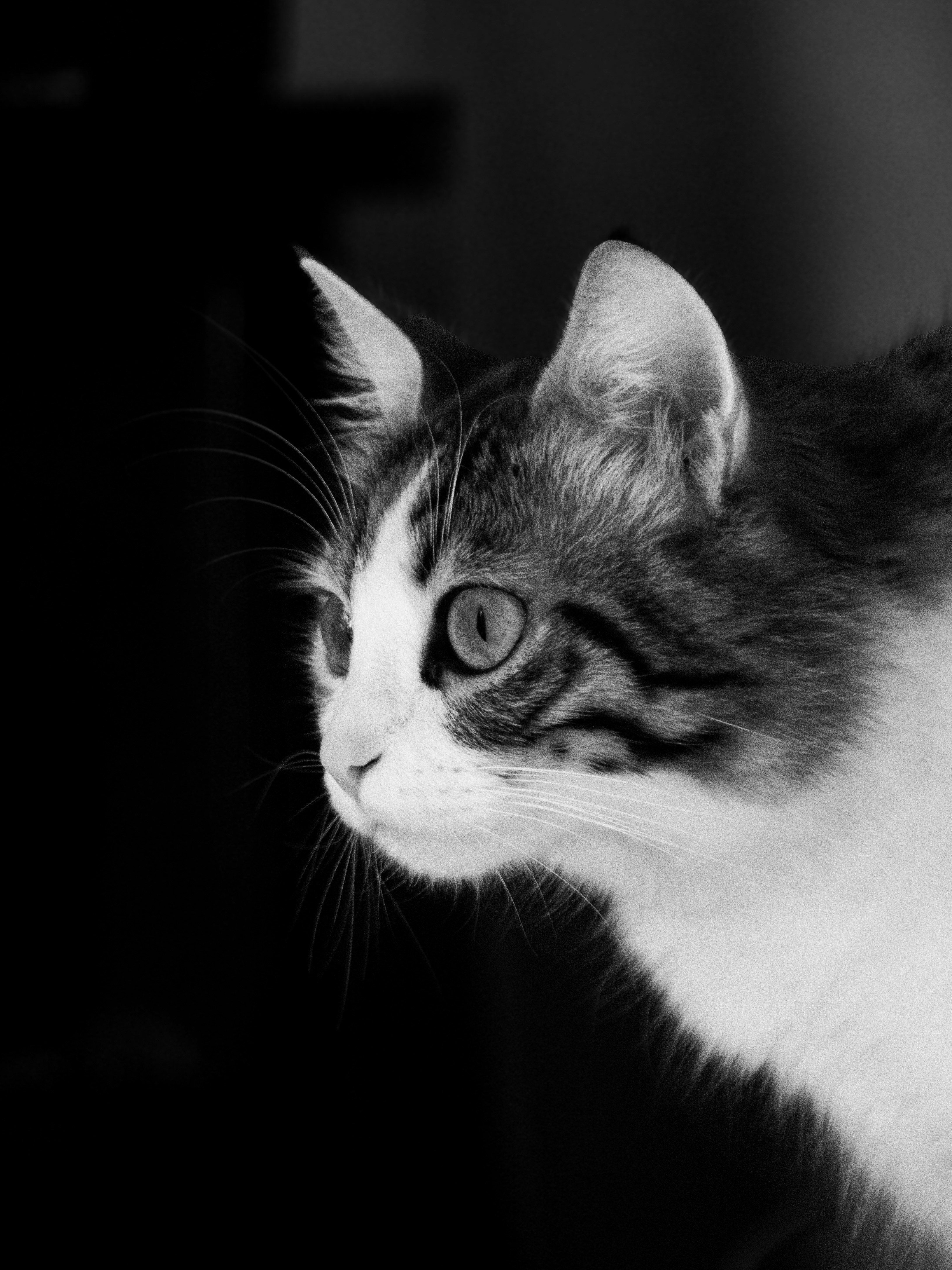 Whiskered Gaze: A Cat in Quiet Profile