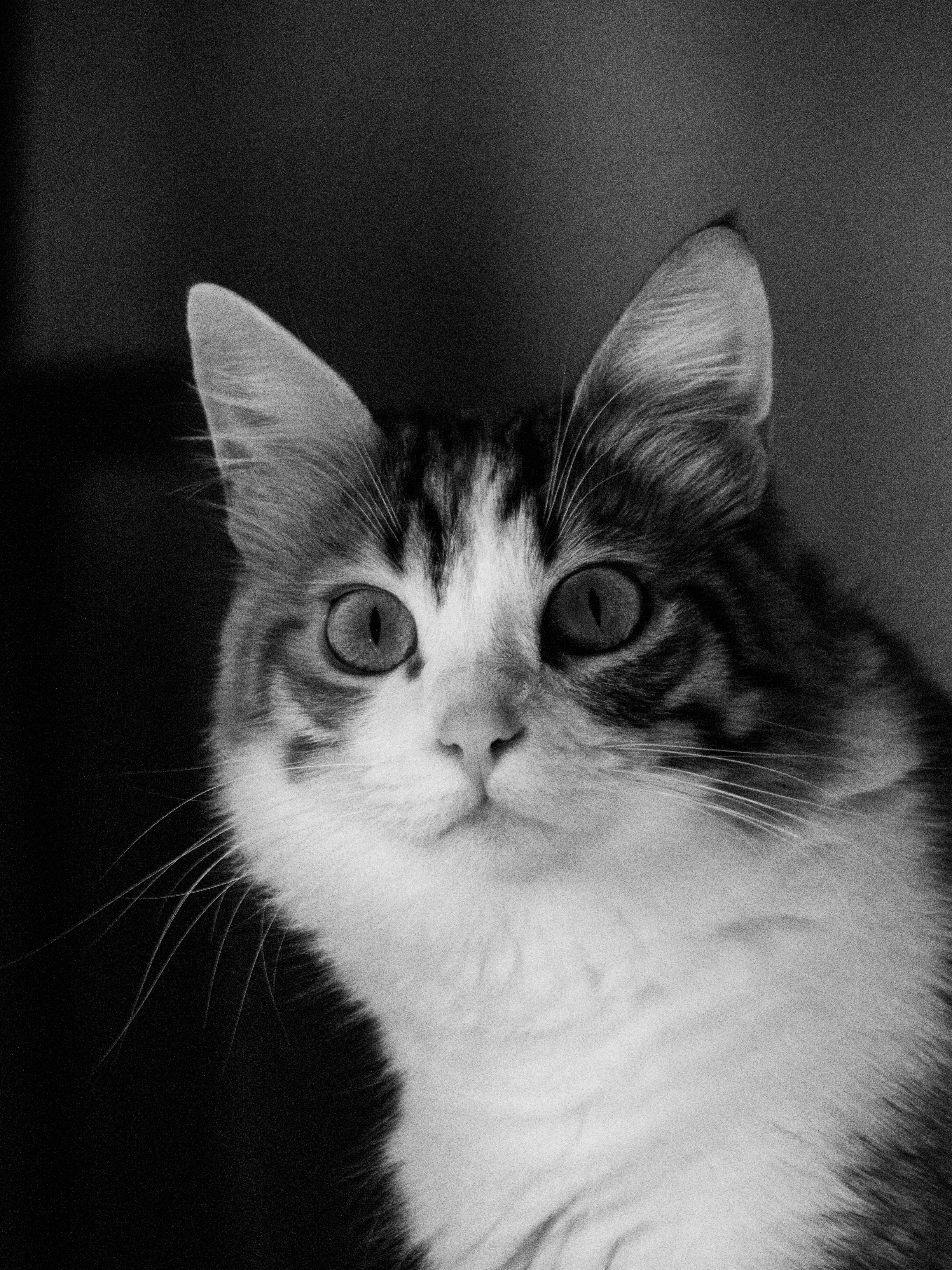 Whiskered Gaze: A Calm portrait of a curious cat
